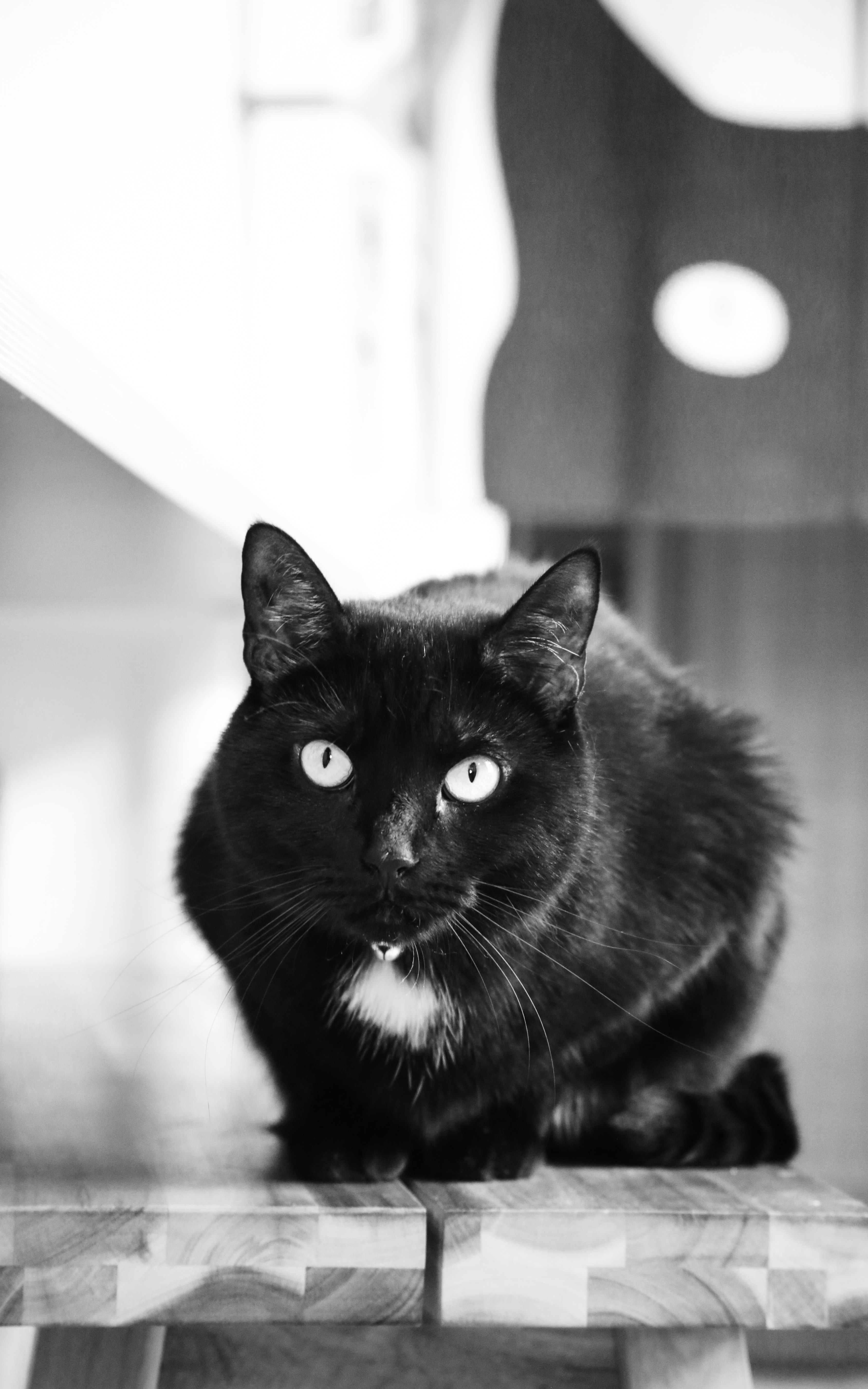 Gambar Siluet Kucing Hitam | Unduh Gambar Gratis di Unsplash