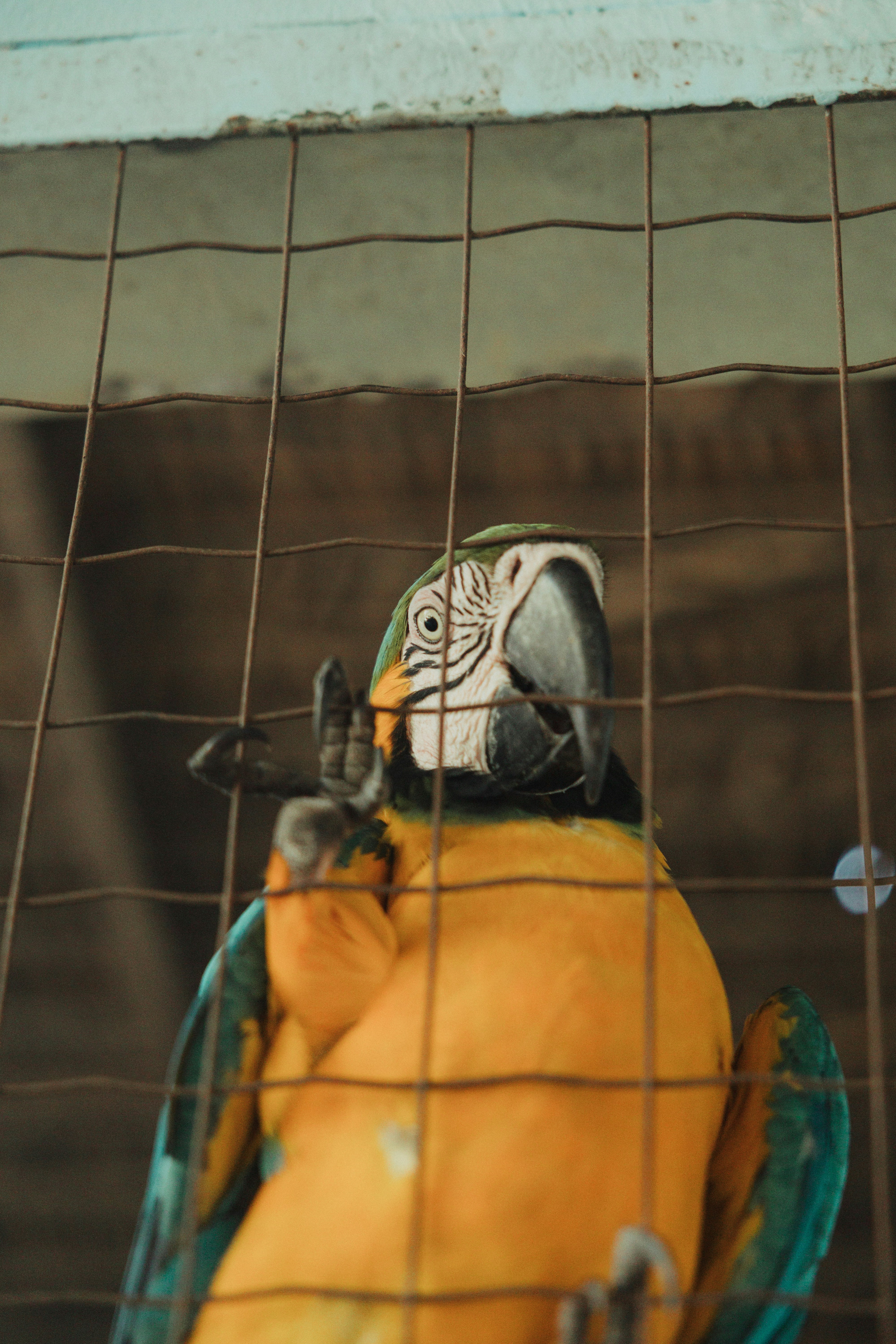 Gilded Gaze: a Blue-and-Gold Macaw Peering Through Wire Mesh
