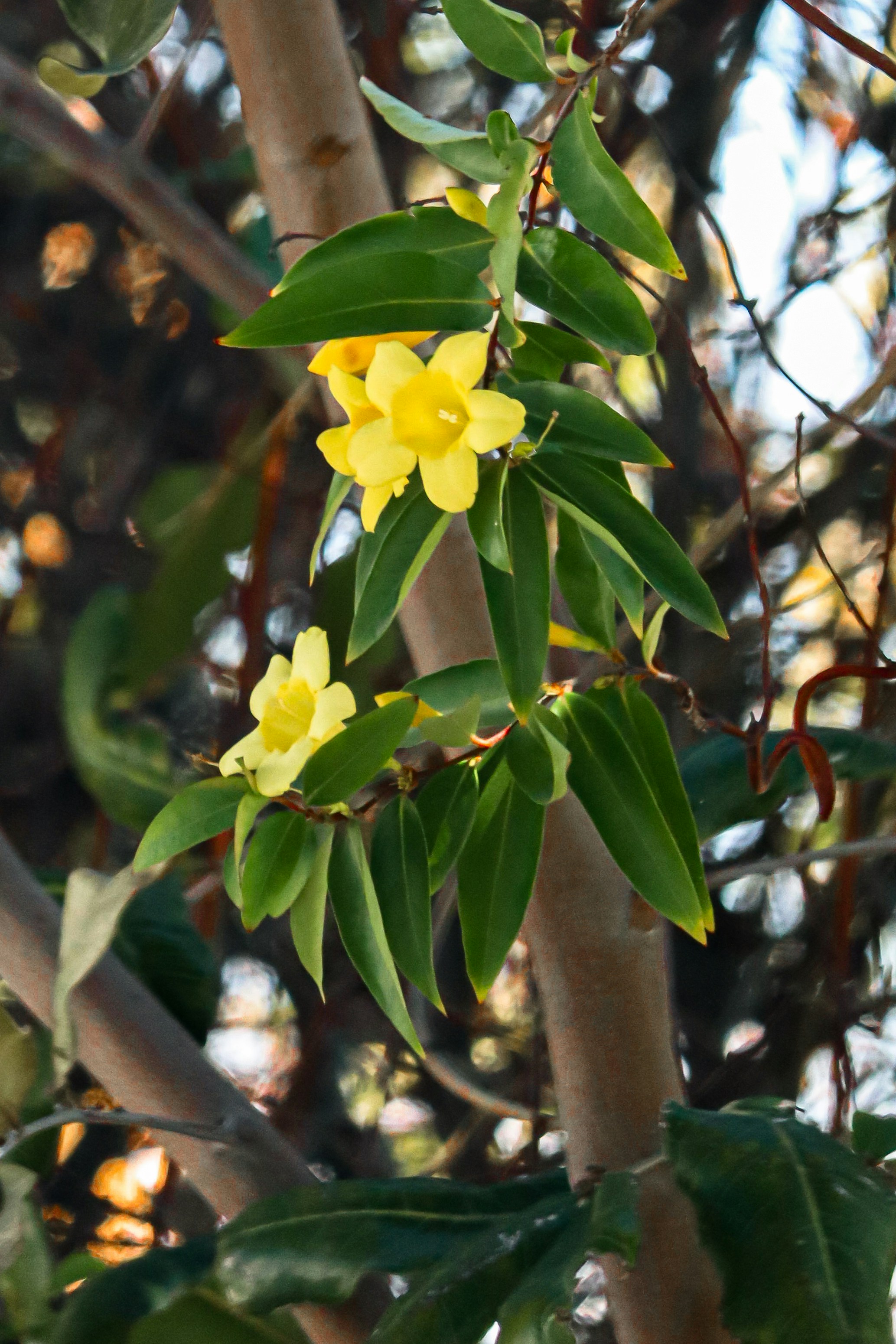 Yellow blossoms in a sunlit courtyard of glossy green leaves