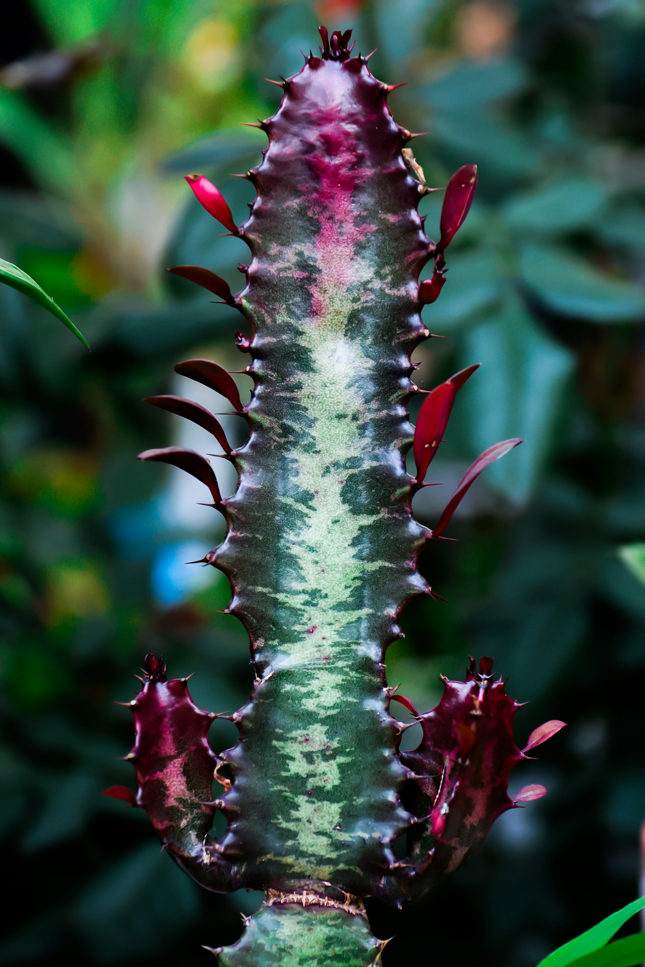 Crimson-edged Variegated Cactus: A Central Spine in Quiet Green