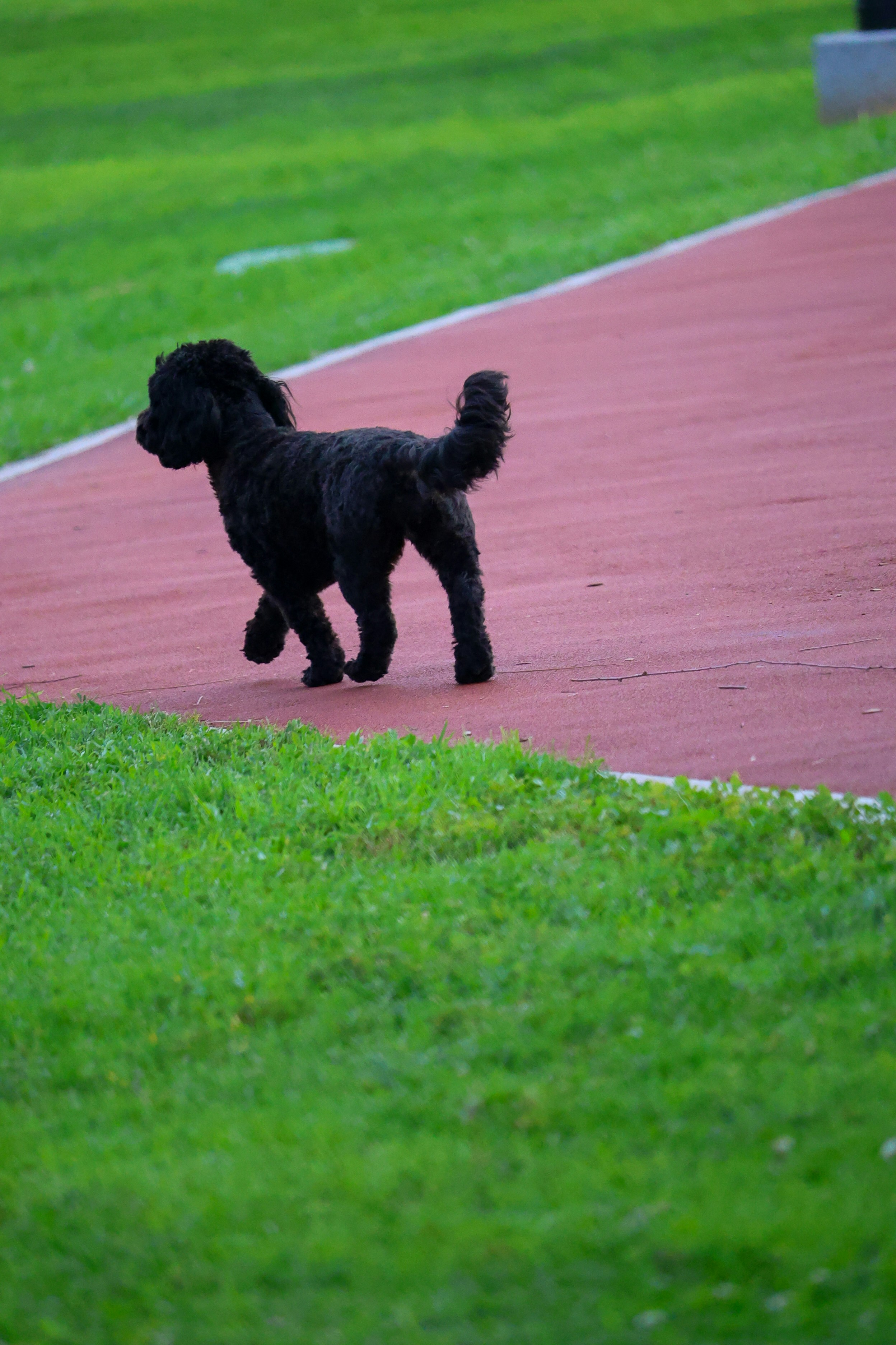 Red Path, Dark Paws: A Black Poodle in Midstride