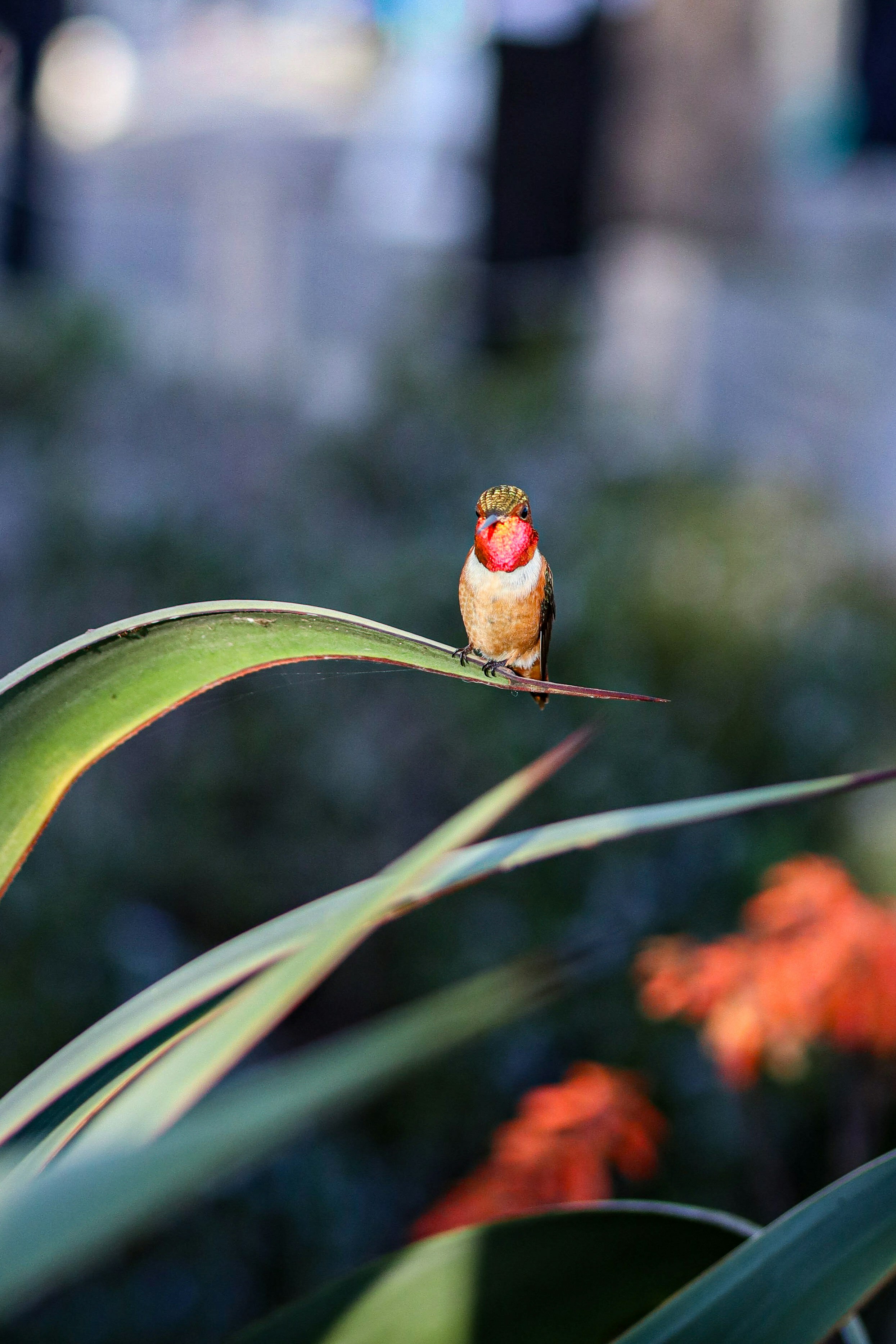 Tiny Hummingbird on a Curved Leaf set against a blurred Garden Backdrop