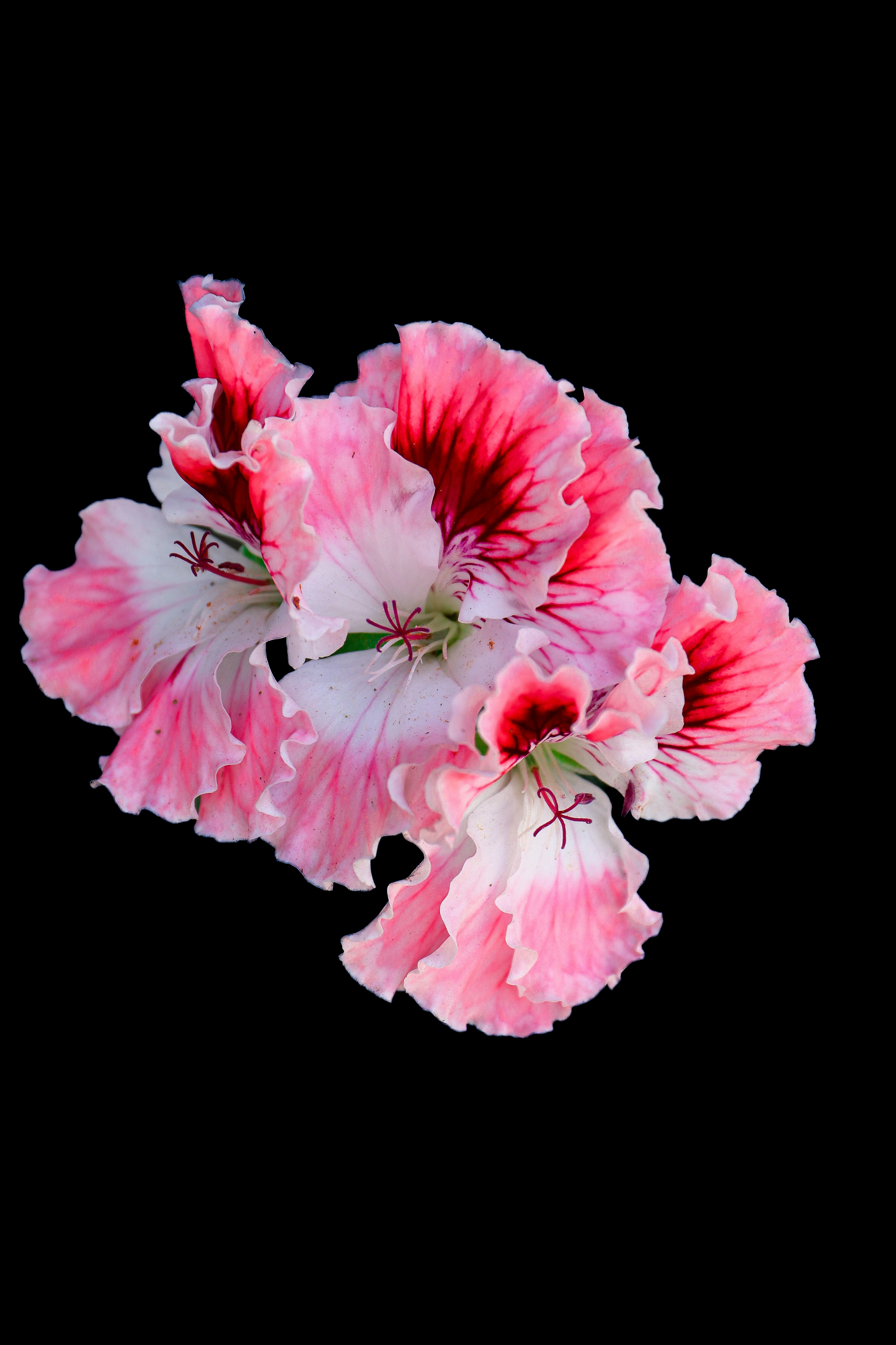 Pink Petals in Shadow: a Closer Look at a Delicate Blooms Cluster