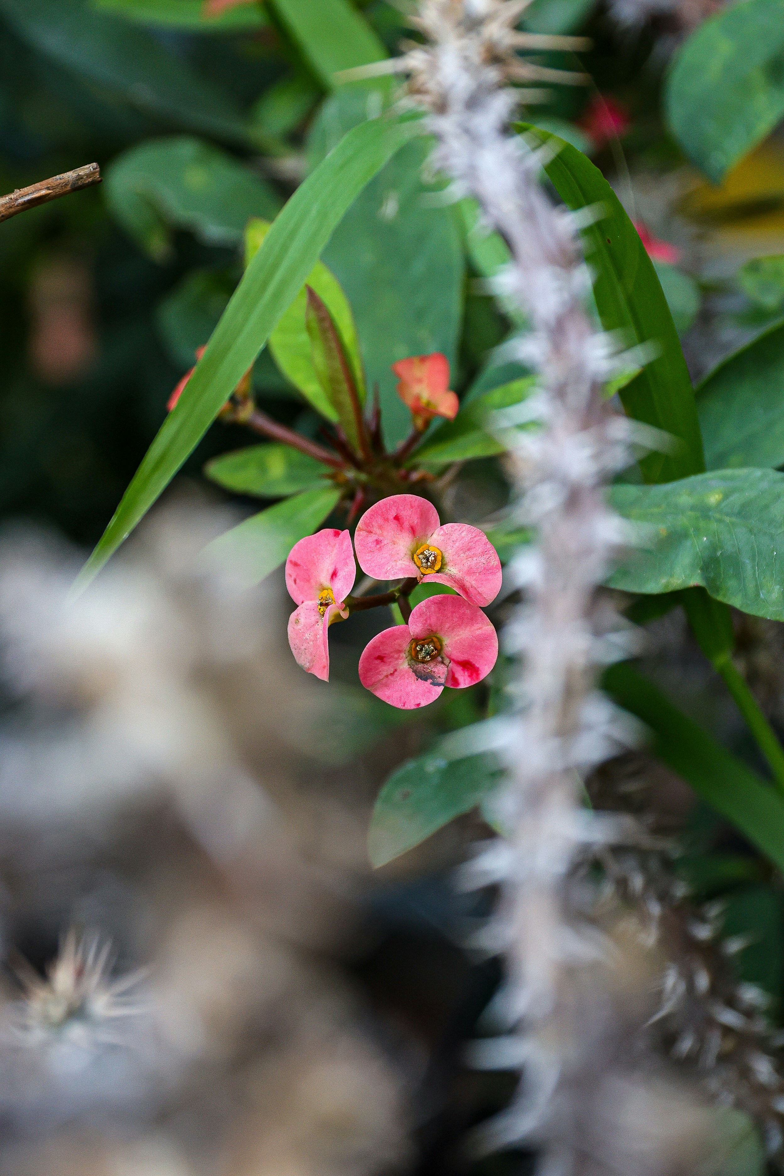 Petals Through a Thorny Veil: Close-Up of Pink Flowers