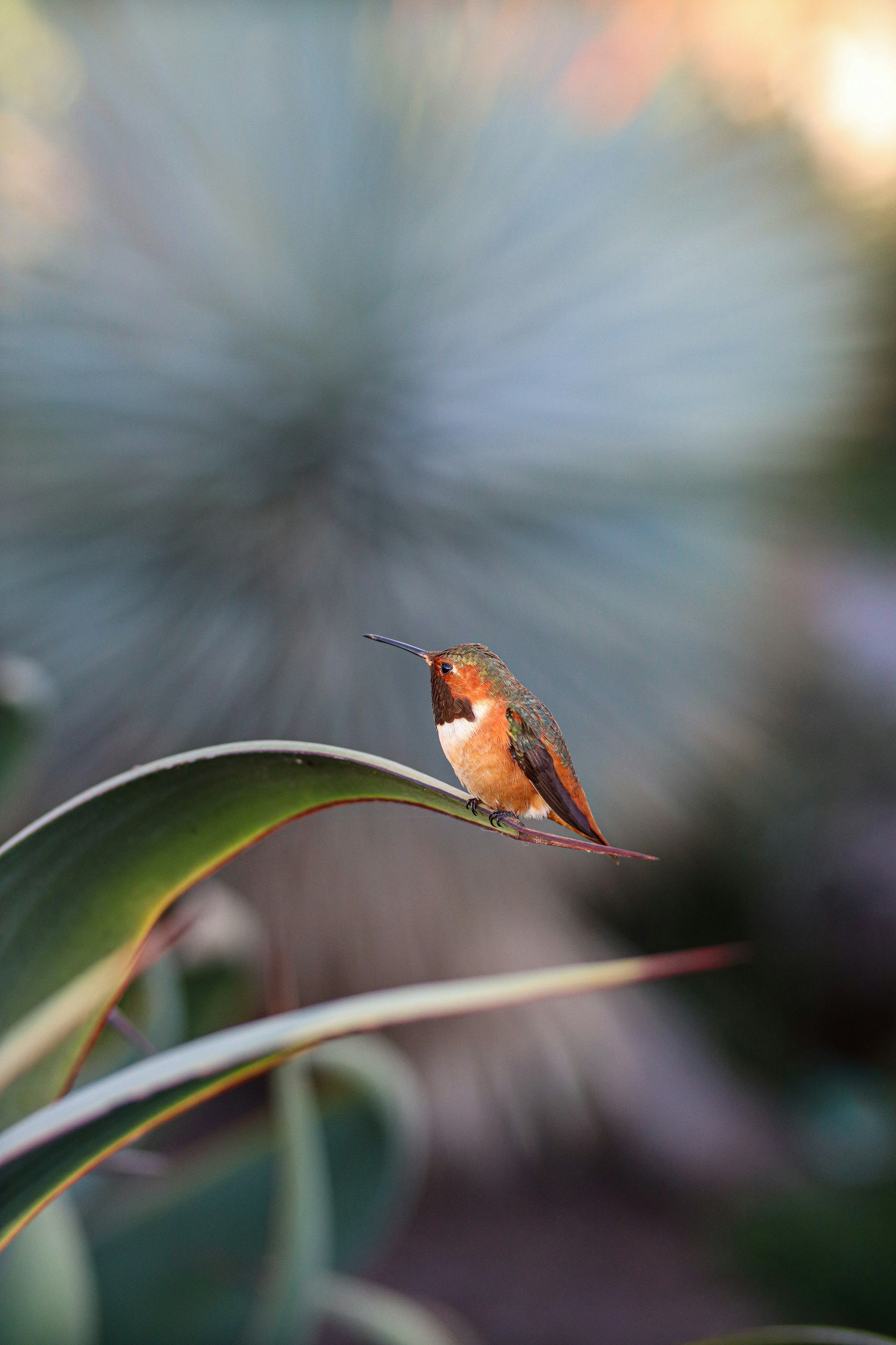 Perched Hummingbird on a Curved Leaf in a Velvet Garden Blur