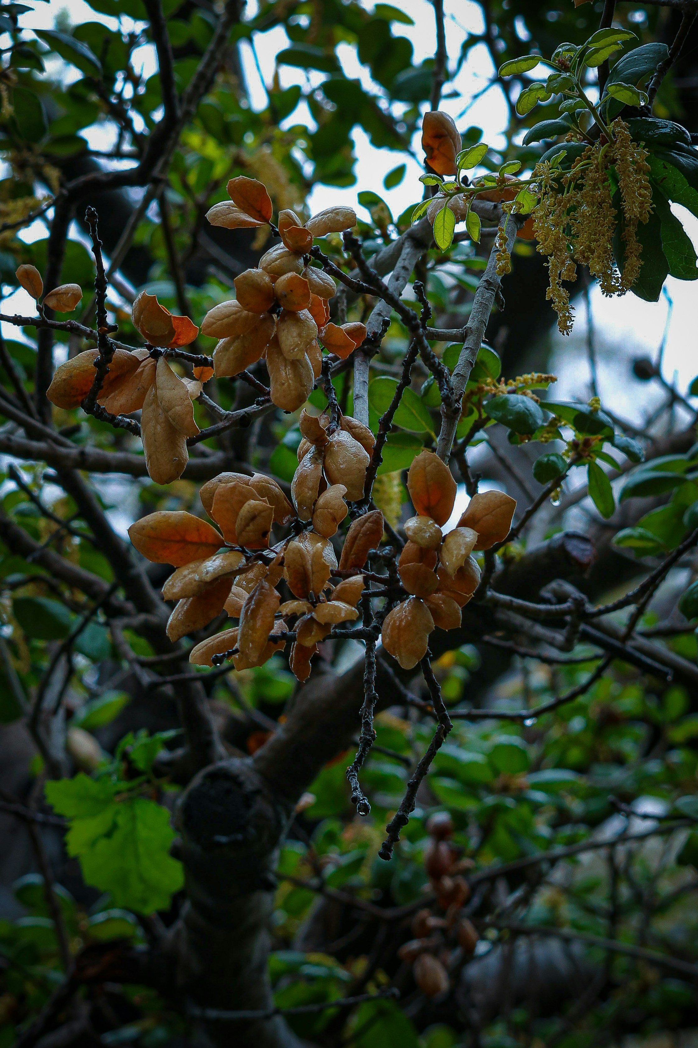 Brown Seed Clusters on a Twisted Branch Amid Green Canopy