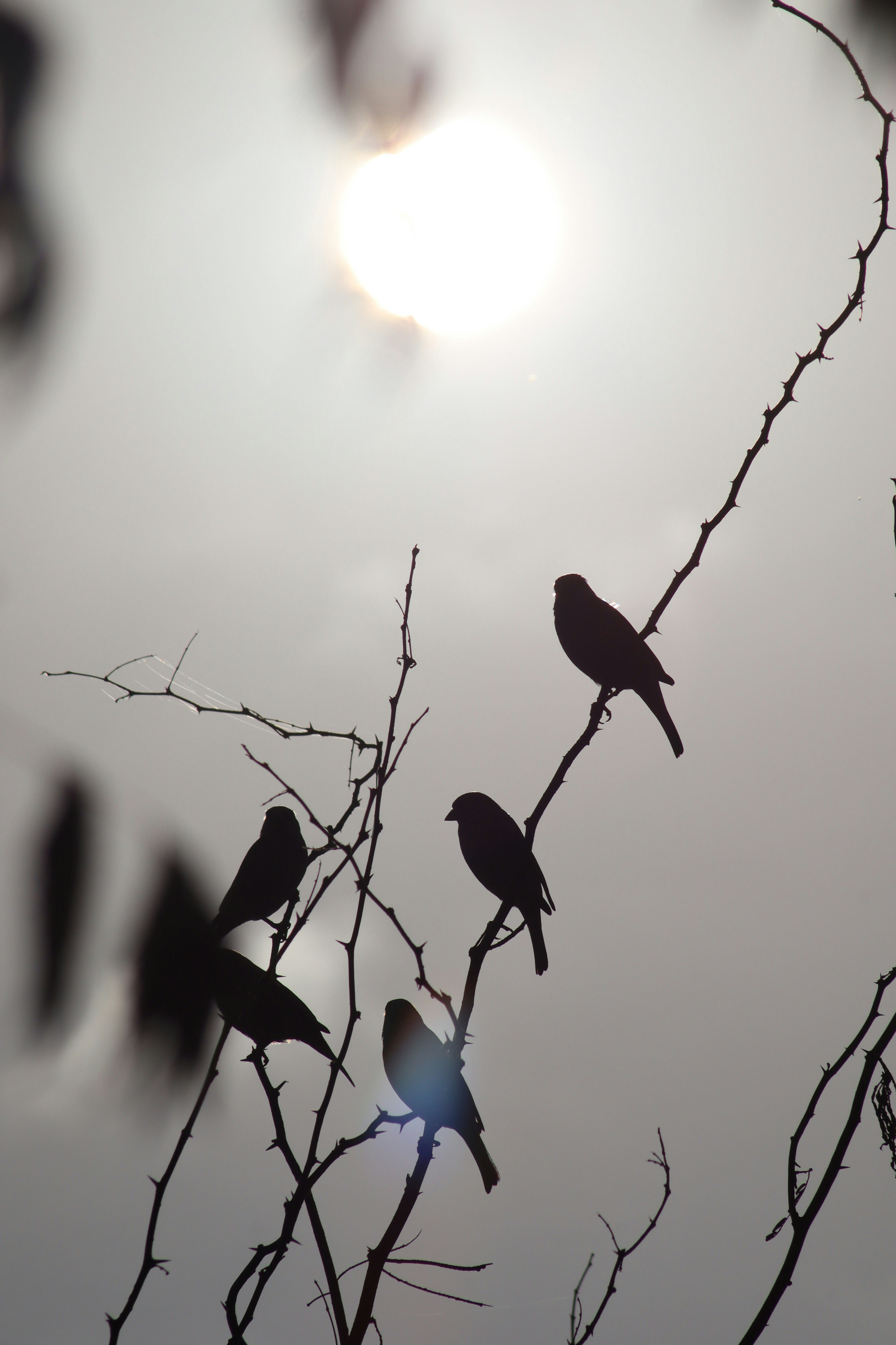 A group of birds sitting on top of a tree branch photo – Free Nature ...
