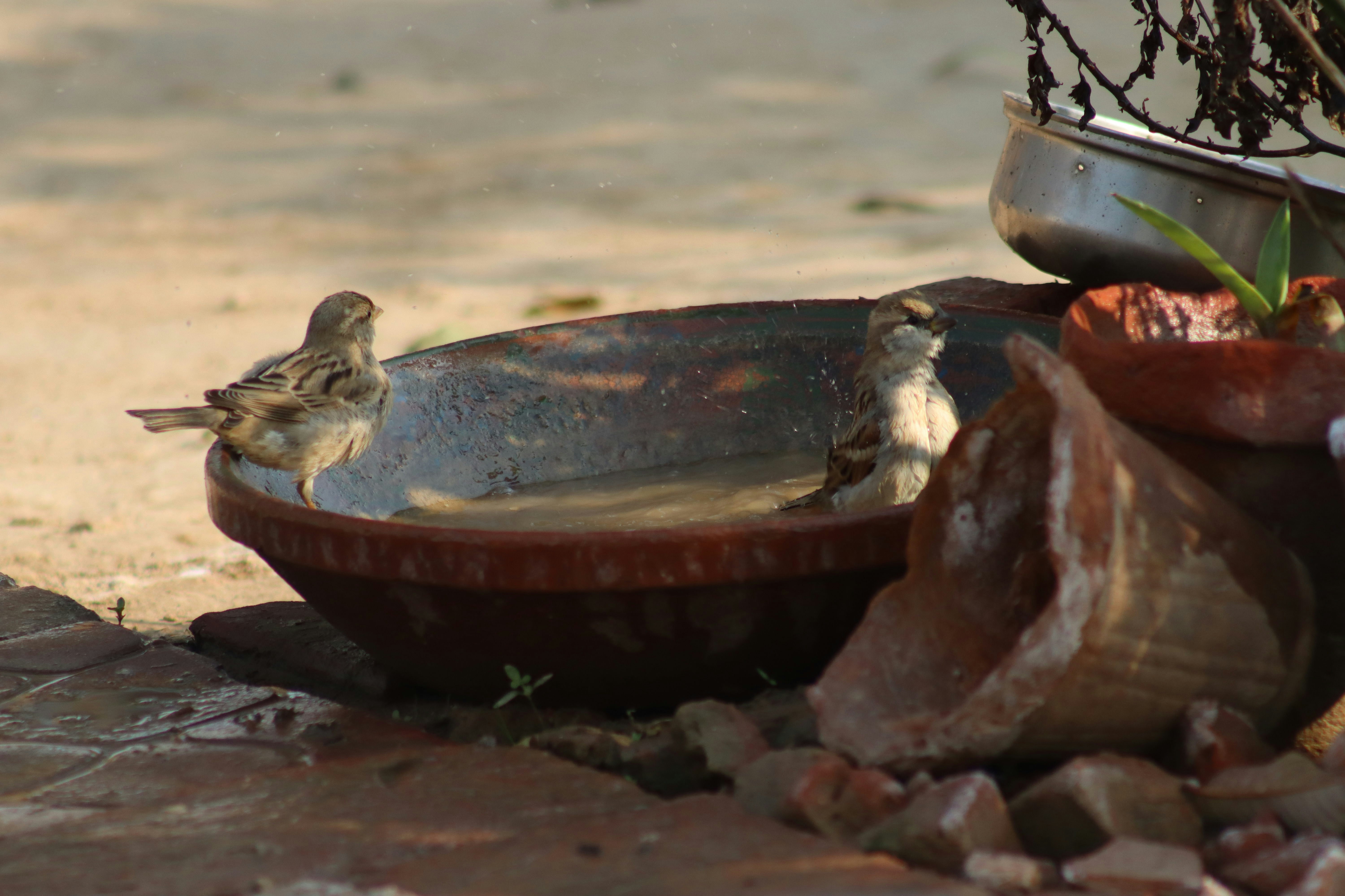 Two Chimney Swifts at the Edge of a Water Bowl