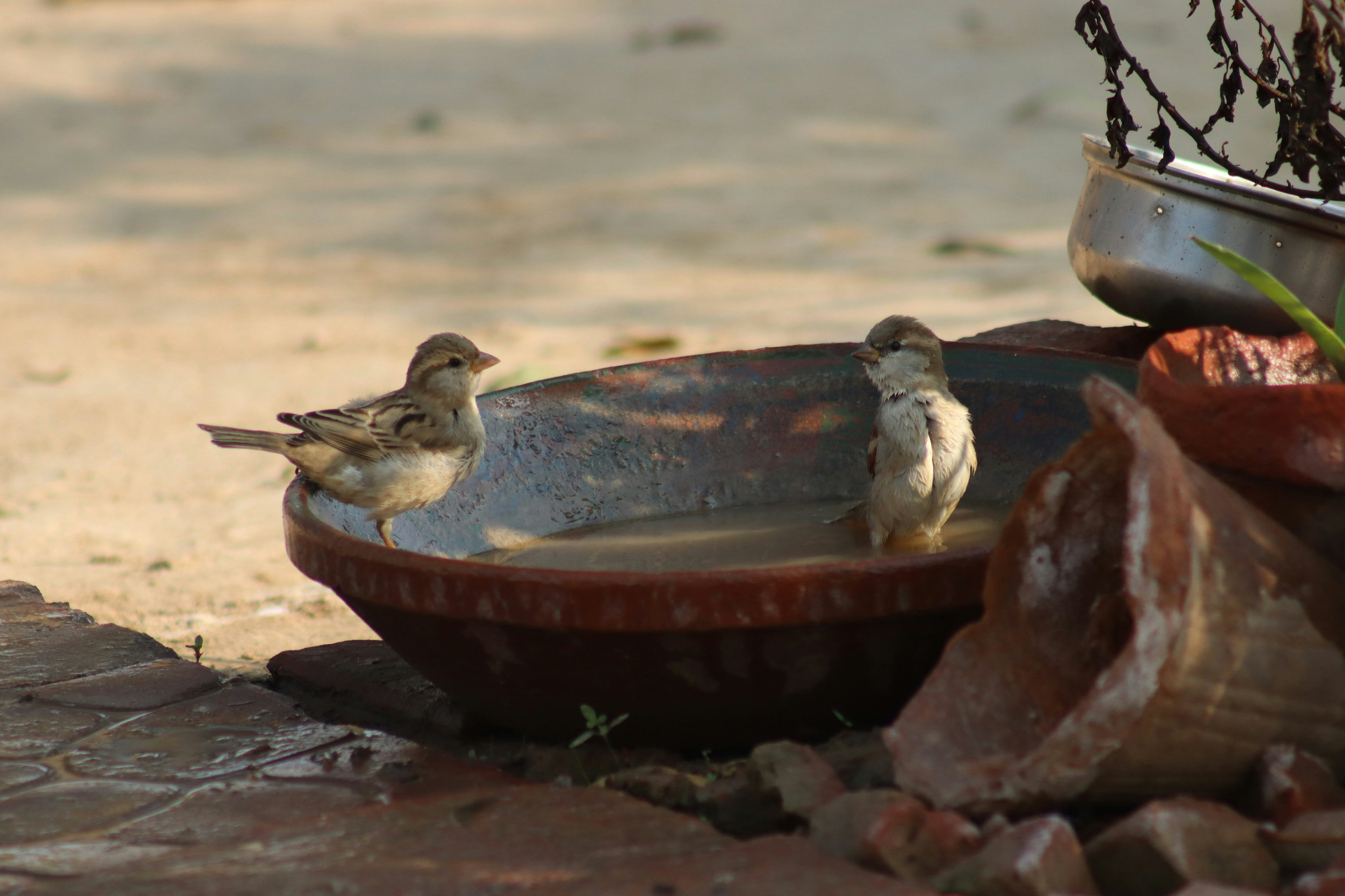 Two fledgling sparrows pause at a rusted water basin