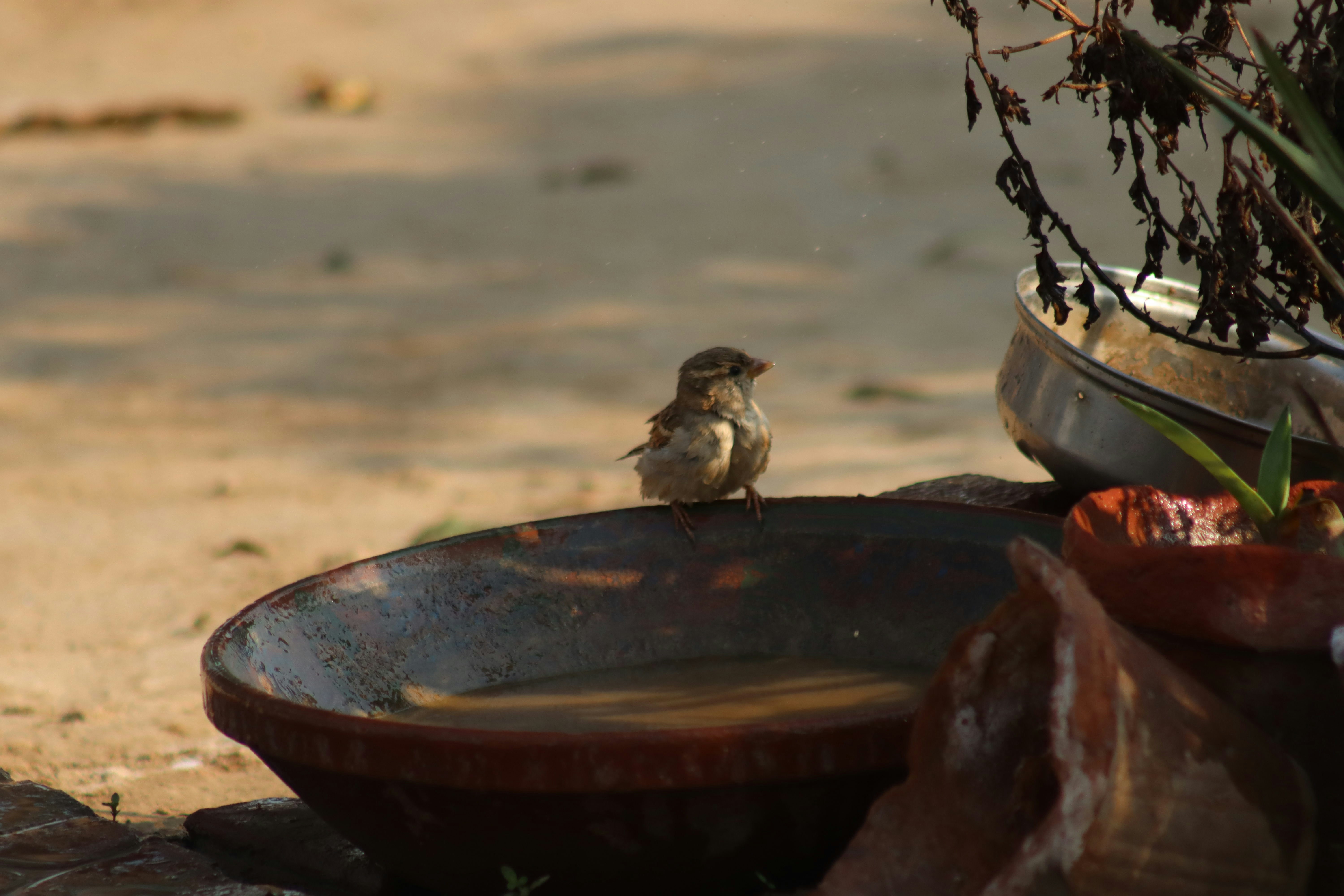 Sparrow Perched on a Weathered Plate Amid Sunlit Shoreline Debris