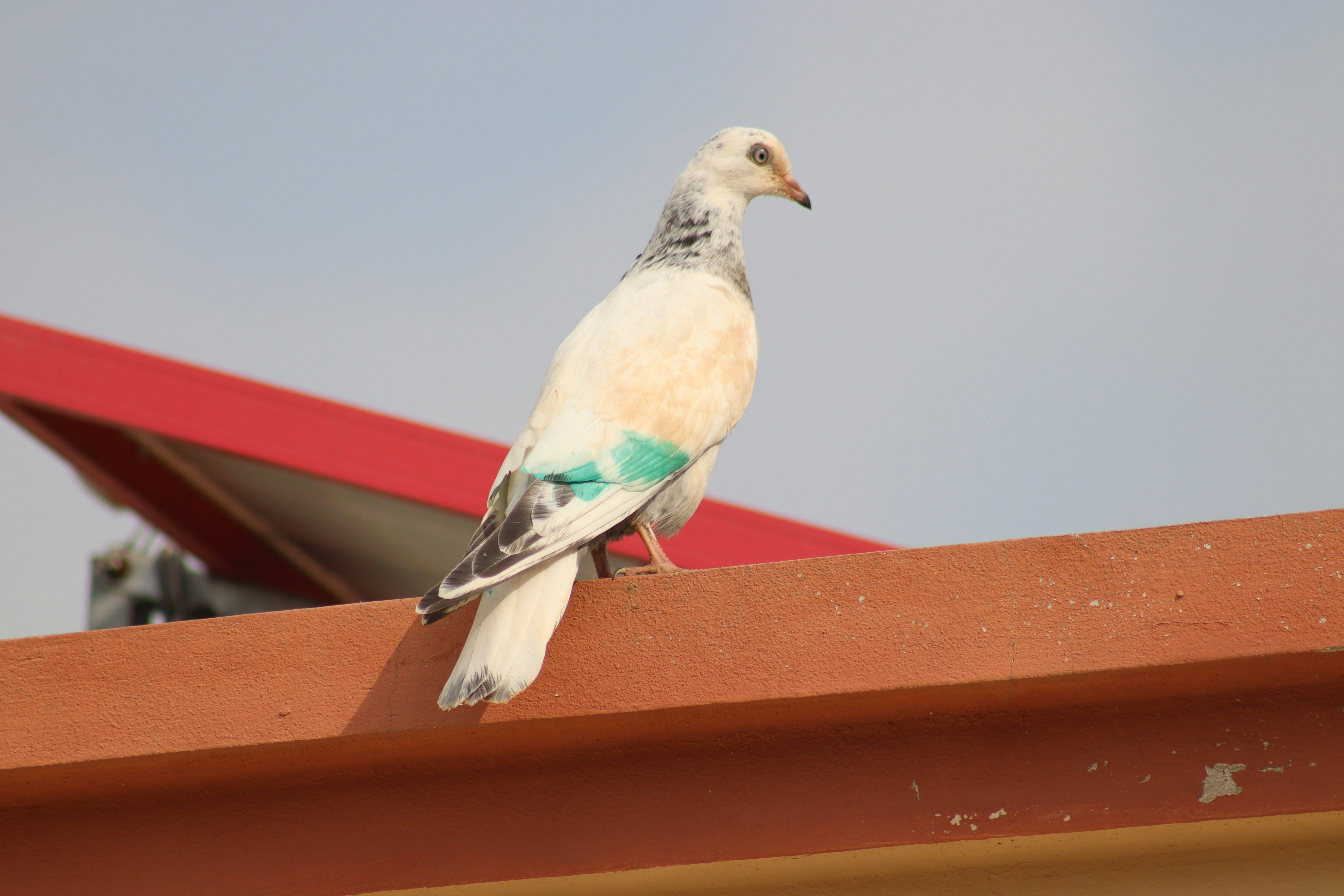 Pigeon on a Painted Beam: Quiet Perch Above the City