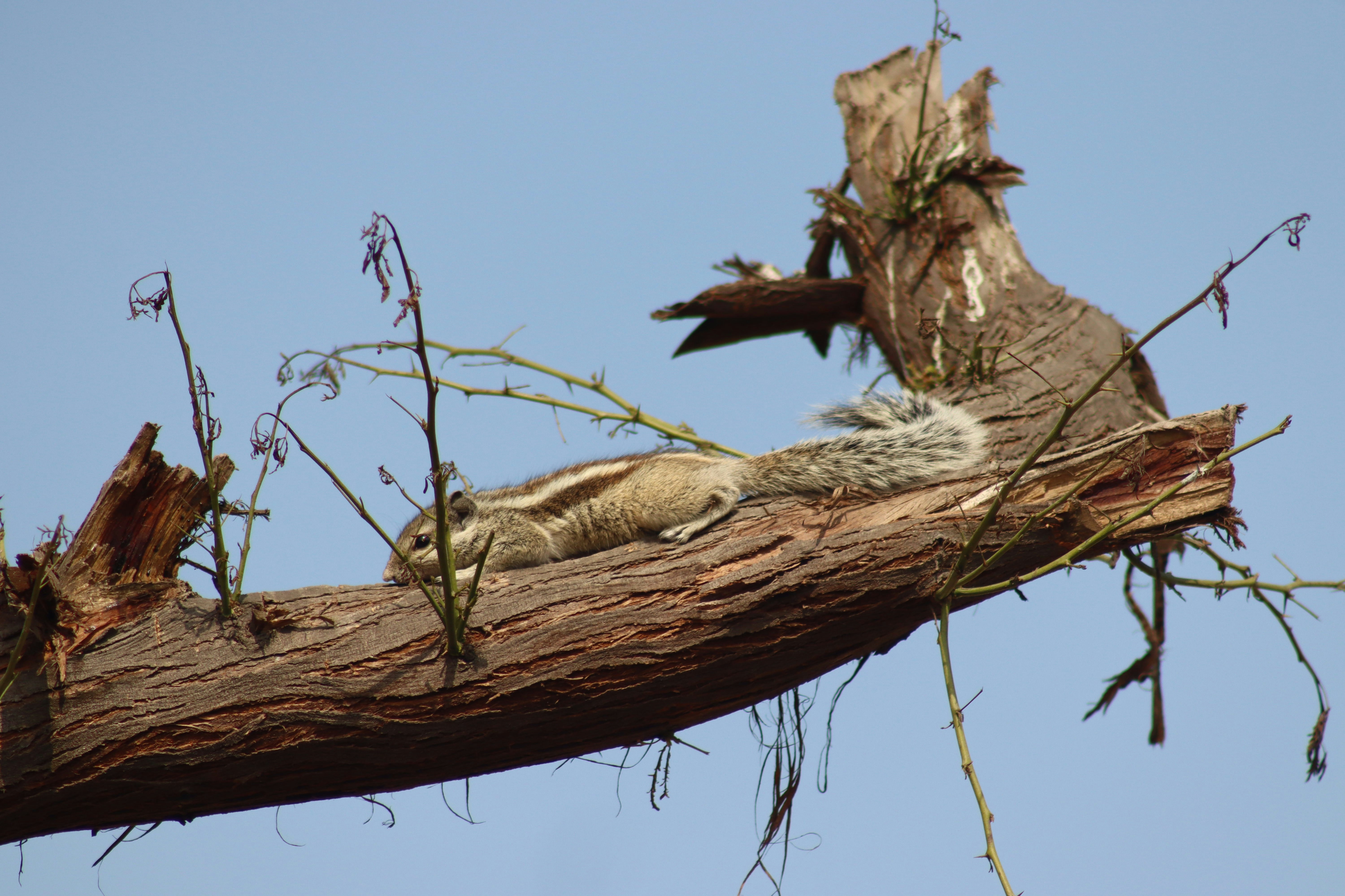 Snoozing Squirrel on Sunlit Bough