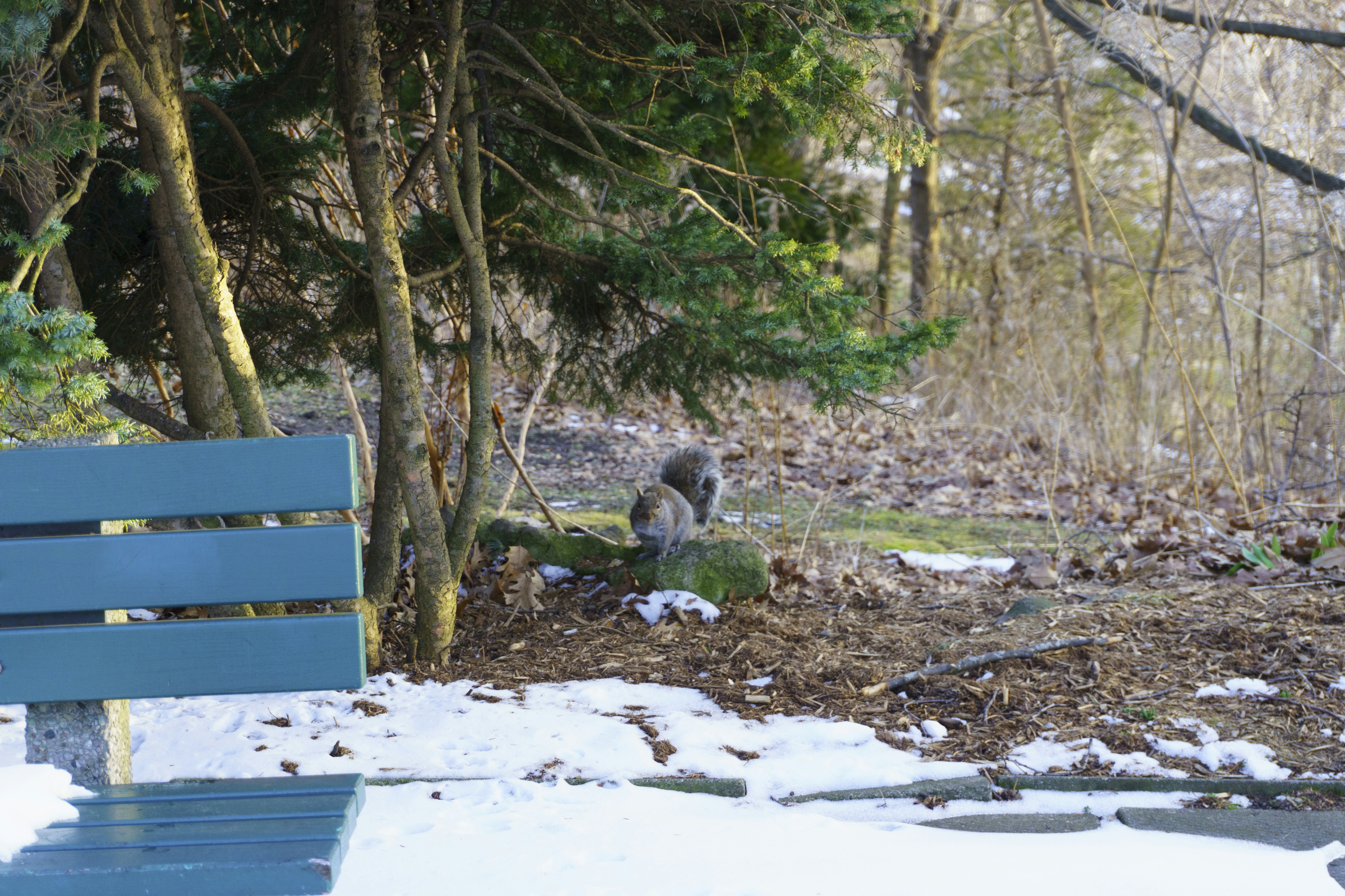 Squirrel Pause by a Snow-Dusted Bench