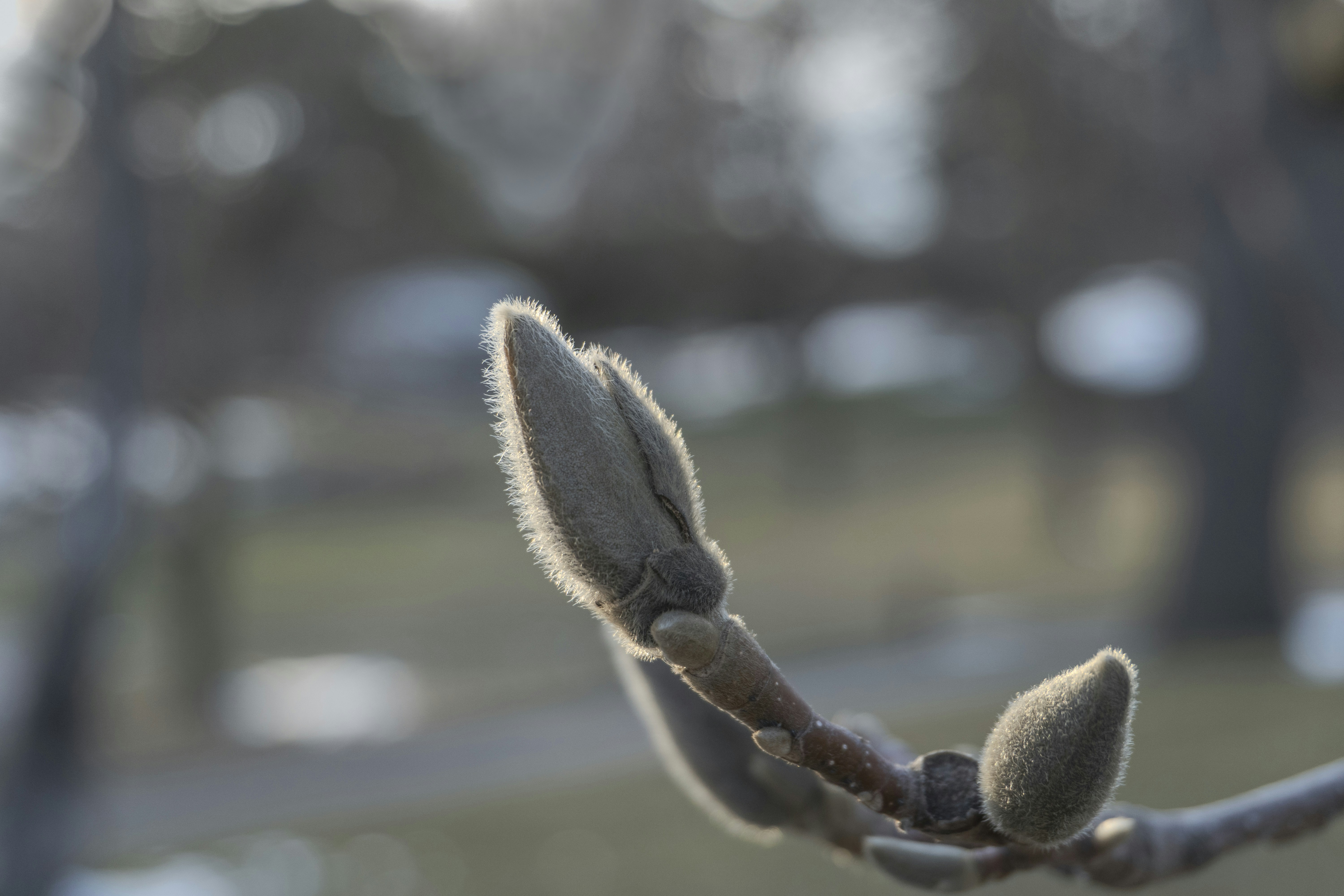 Photo by Mahesh Reddy with Sony Alpha 6400