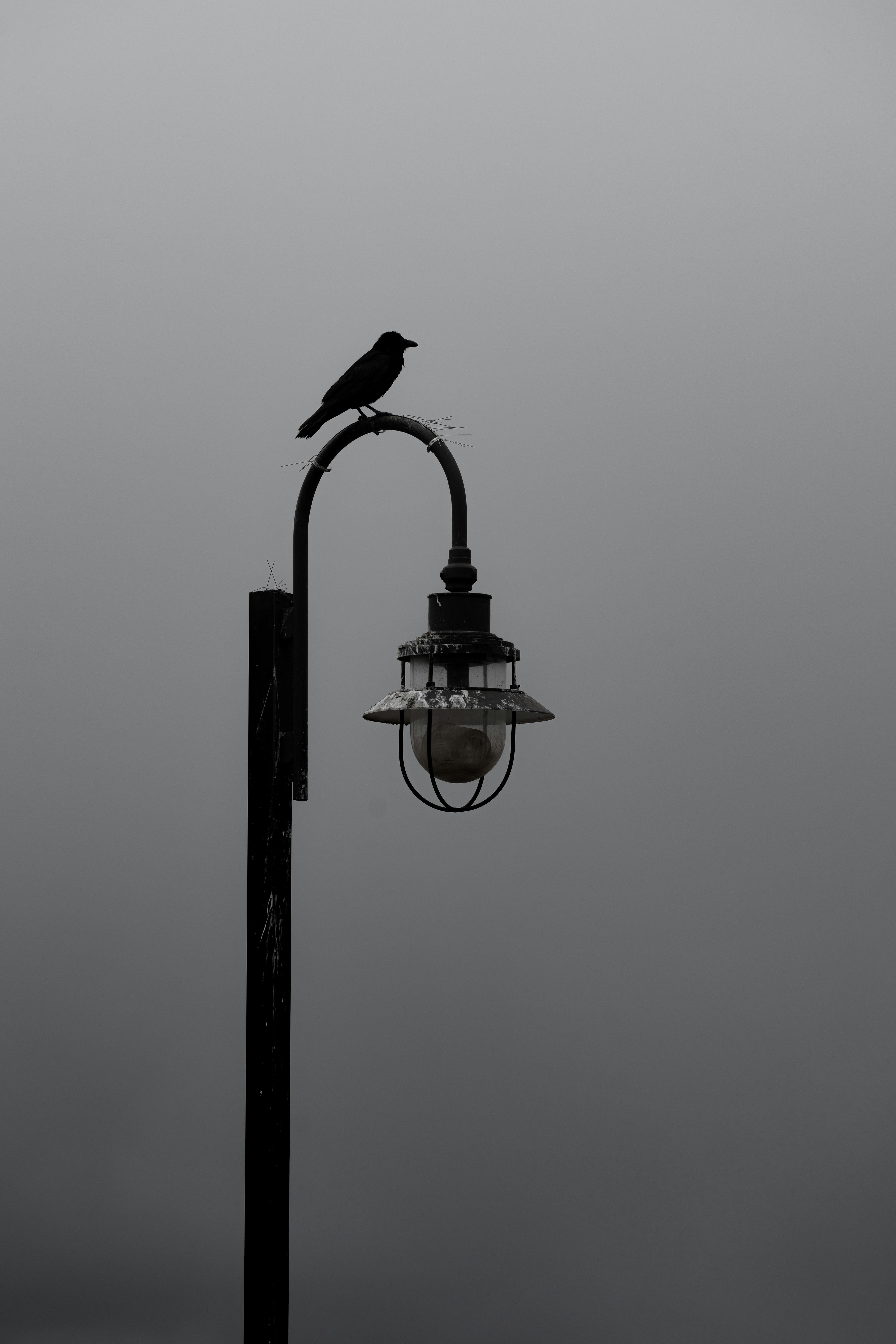 Crow on a Curved Lantern: A Quiet Monochrome Moment