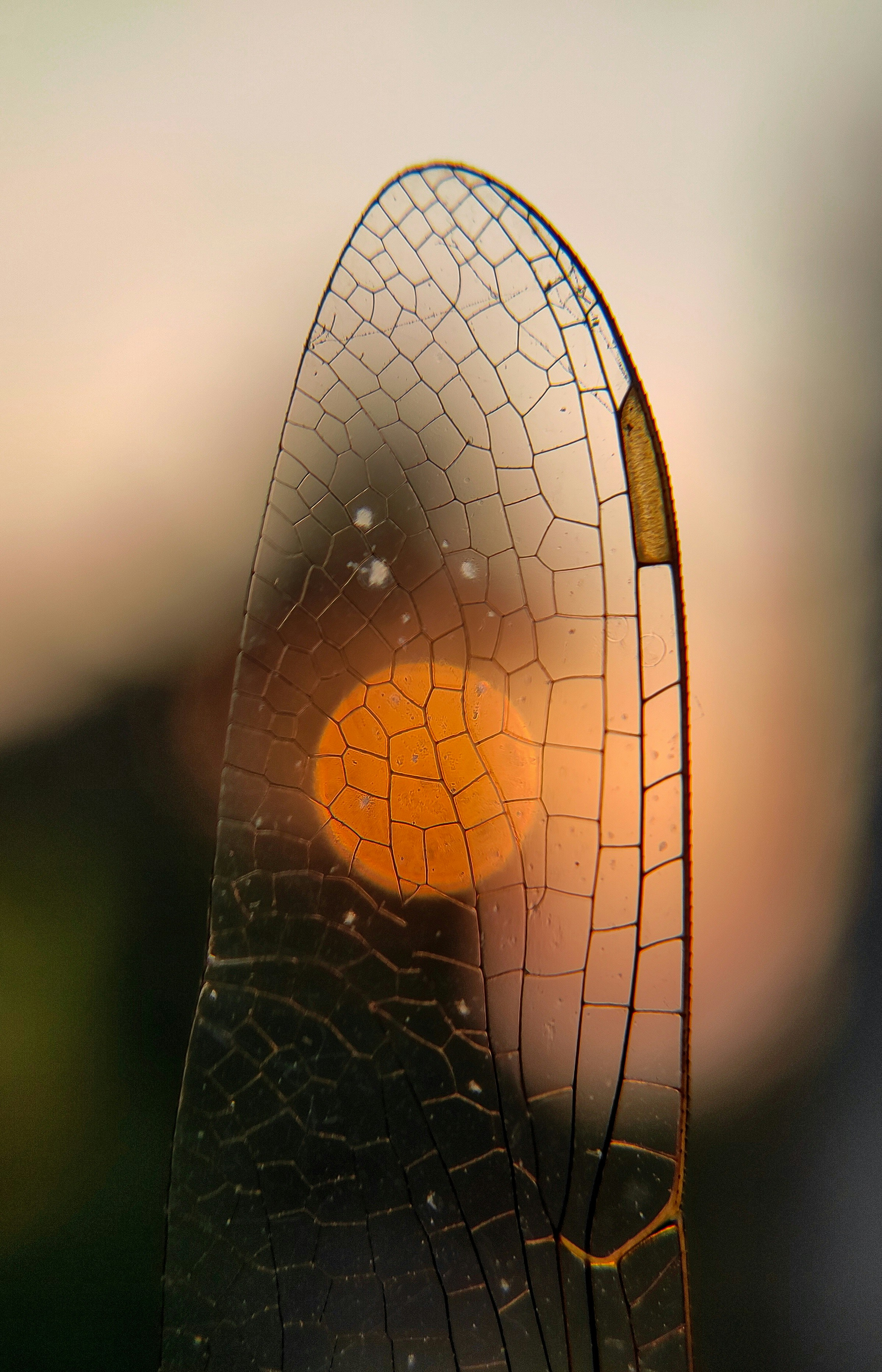 Cellular Lace: Macro portrait of a translucent wing lit by sunset