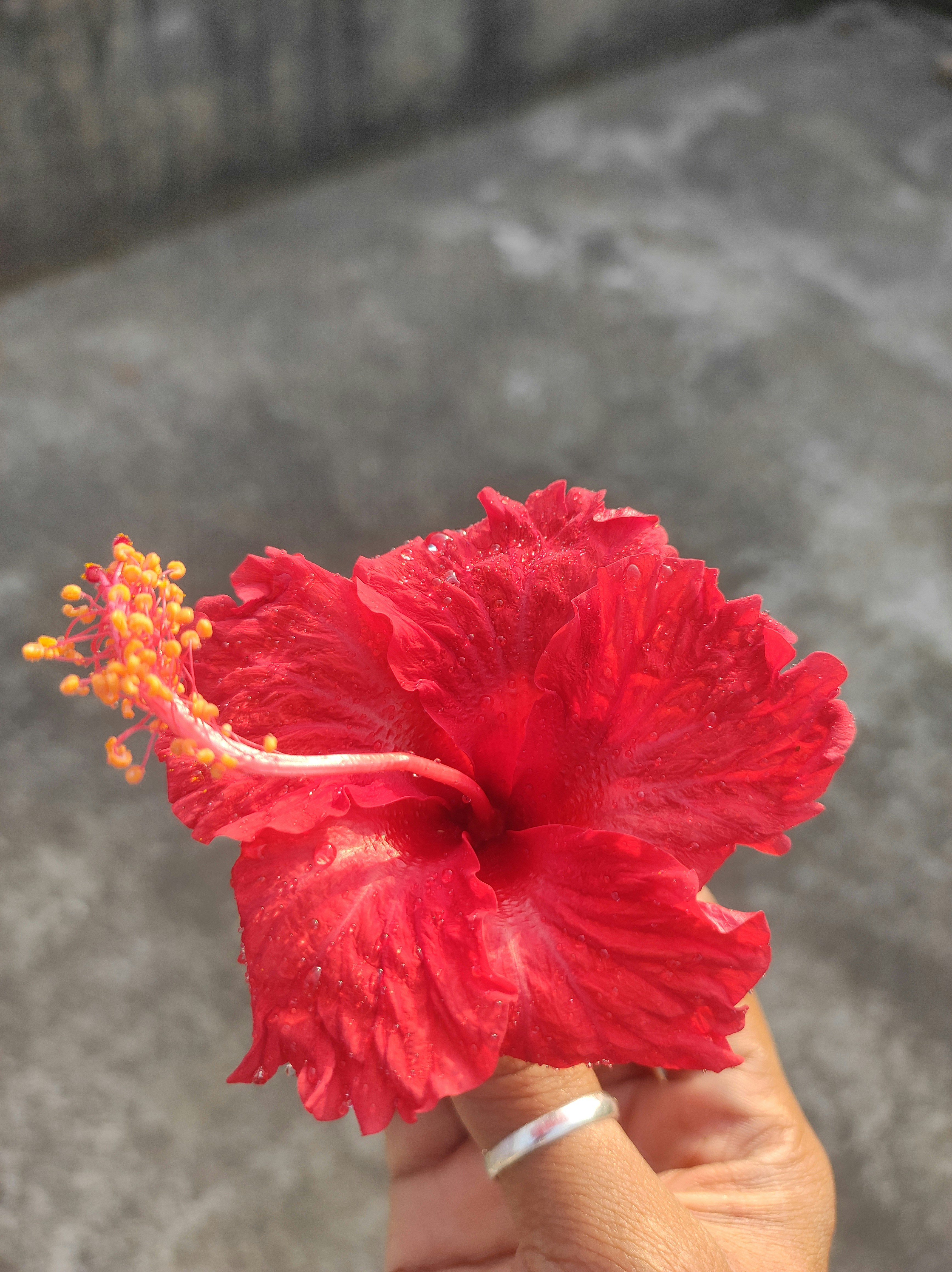 Crimson Hibiscus in Hand: A Dew-Kissed Macro Moment
