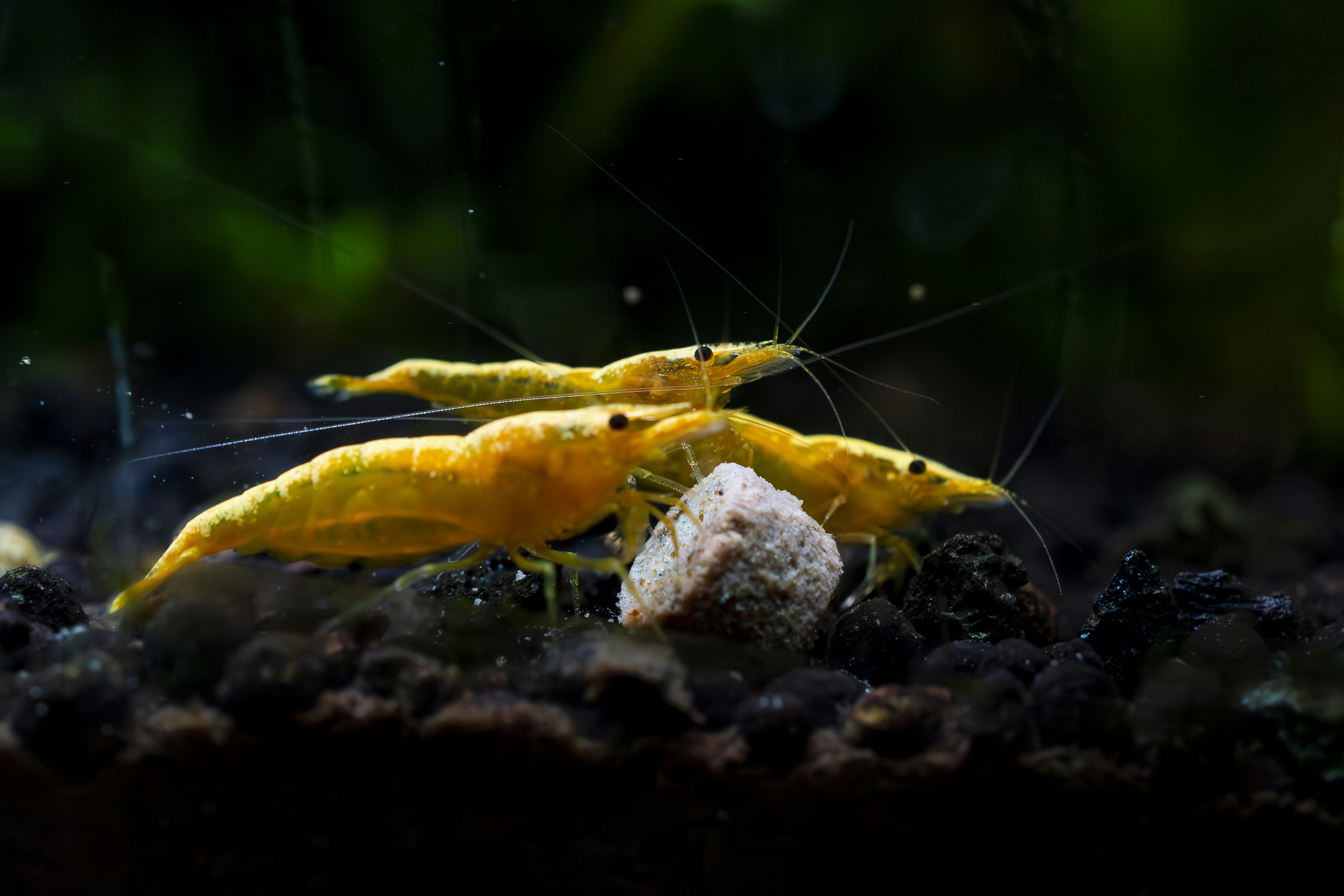 Quelques crevettes jaunes sont dans l’eau photo – Photo Crevette ...