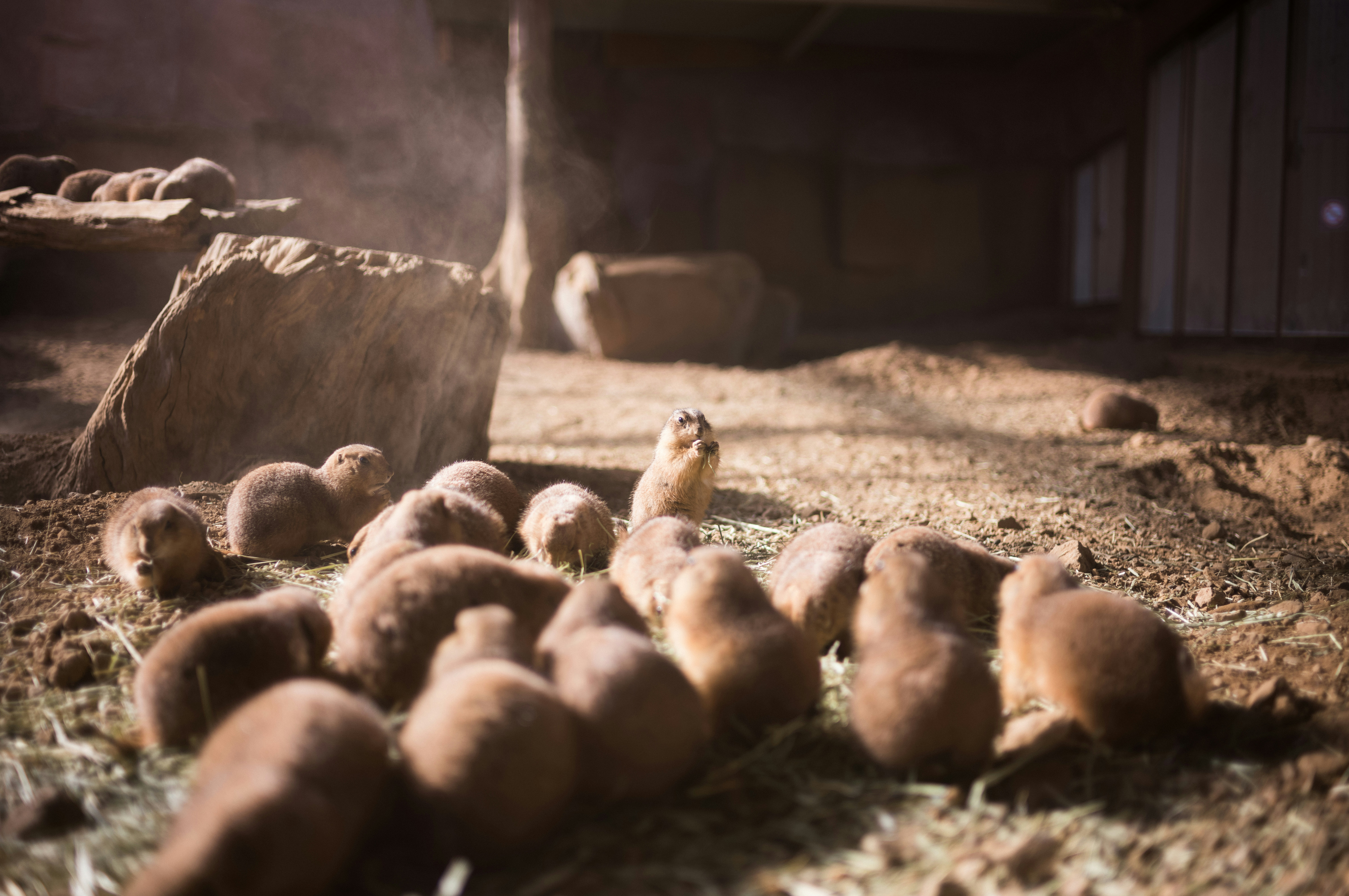 Softly lit scene of a herd of fuzzy ground-dwelling animals resting on dusty ground inside a barn-like space; warm light streaming from the left highlights their textures and makes the group the focal point. Photograph captures natural, earthy tones and a quiet moment in an agricultural setting.