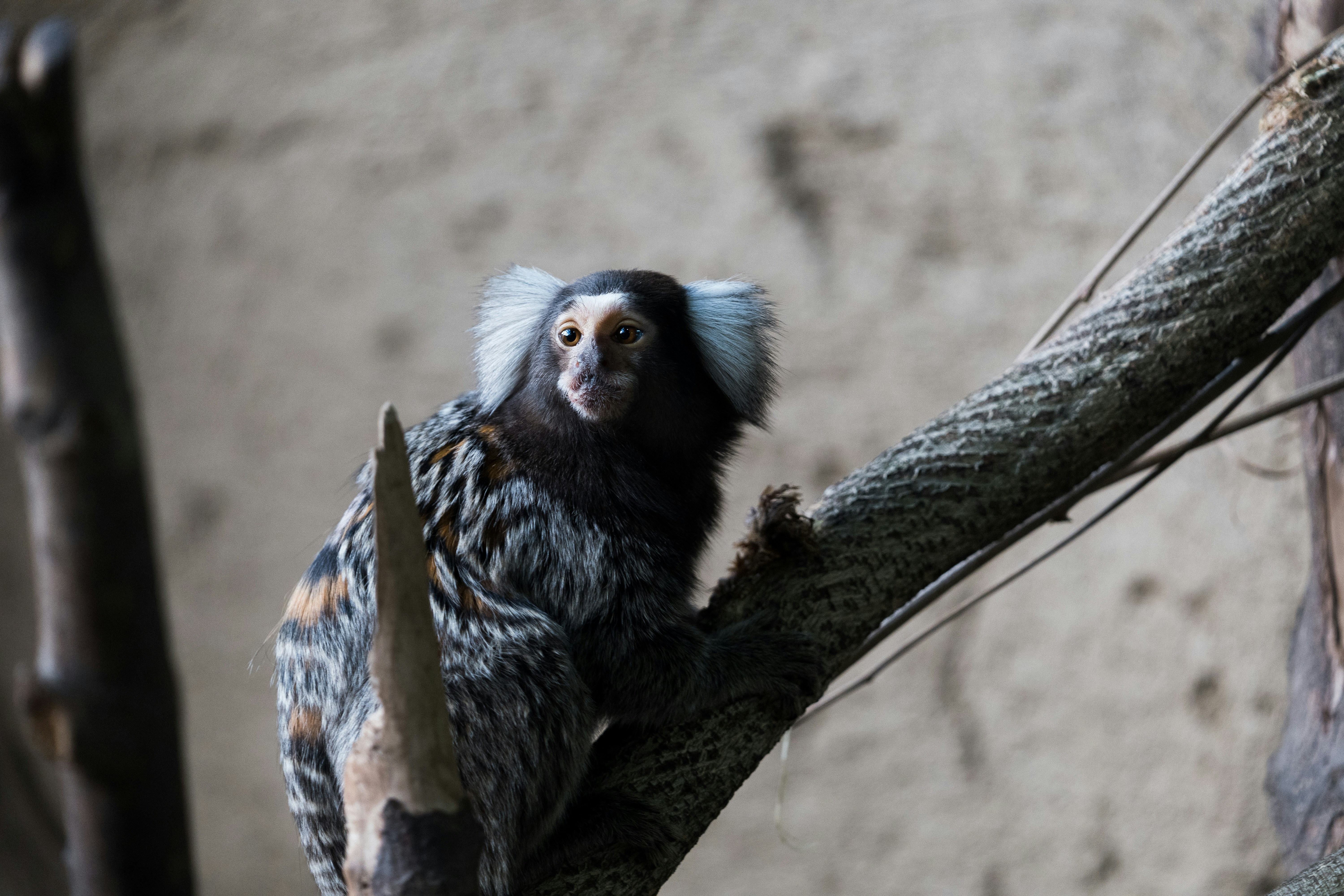 White-Eared Tamarin on a Tilted Branch, Eyes Meeting the Observer