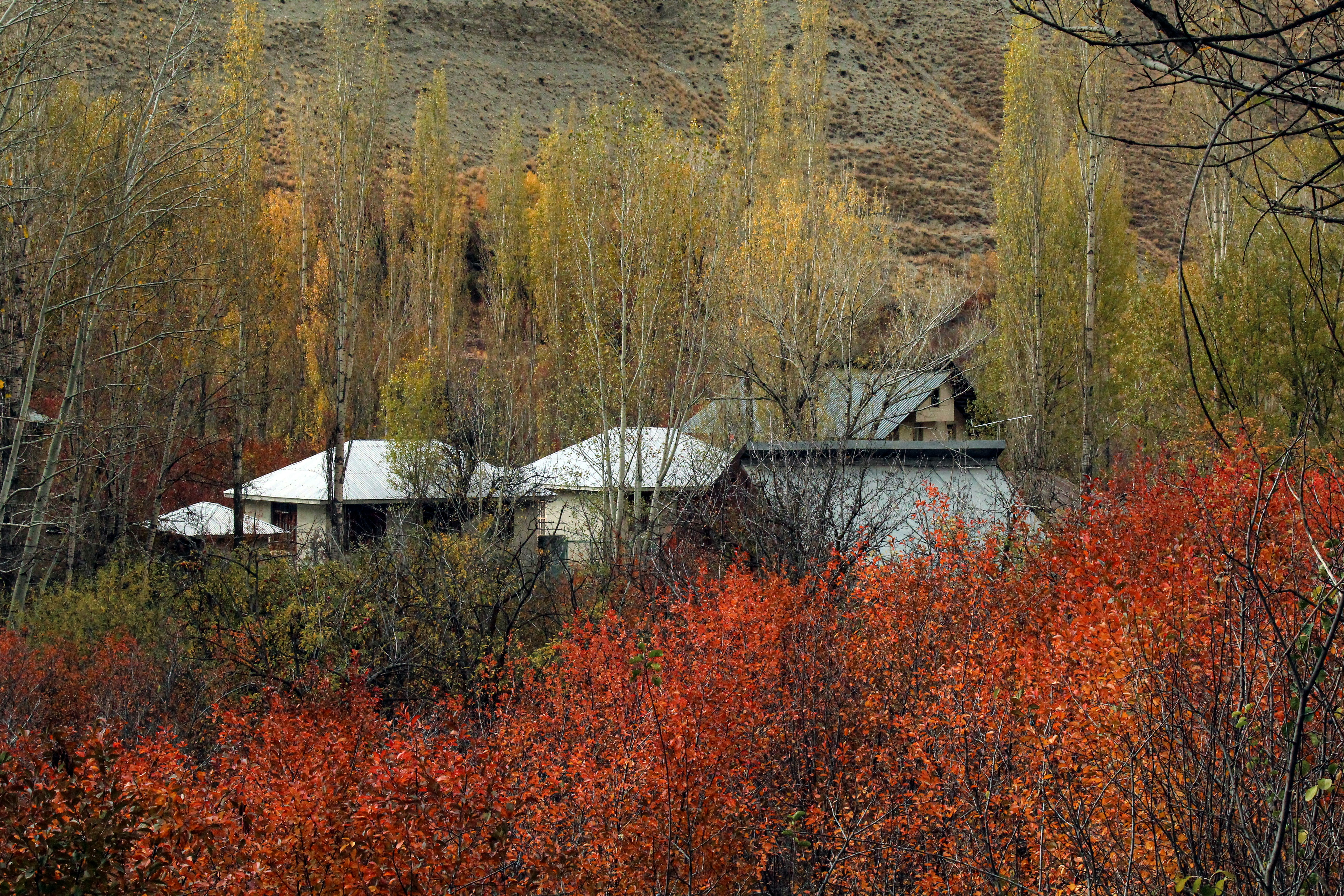 Autumn Orchard Camouflage: Houses Nestled Behind Crimson Foliage
