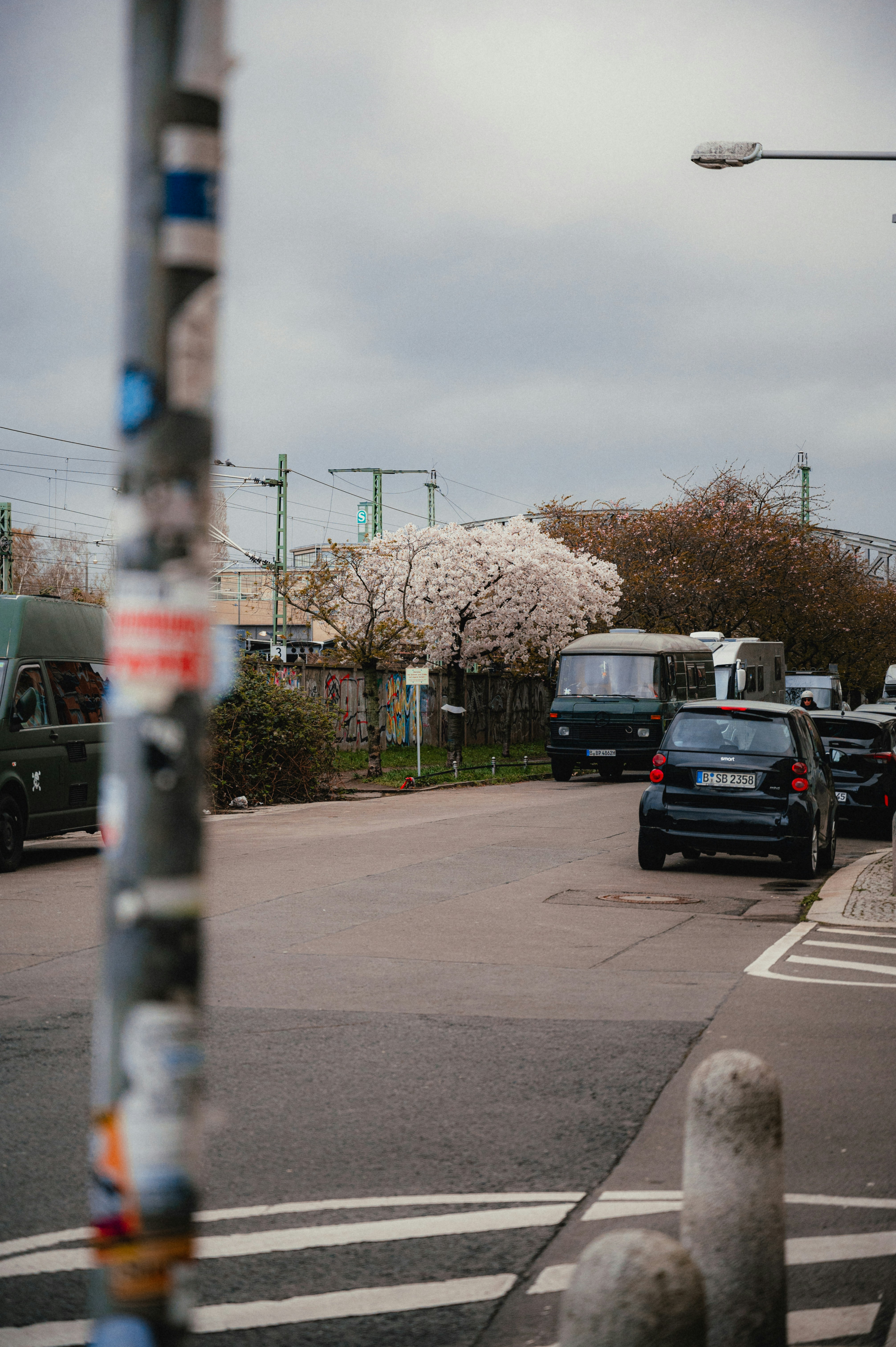 Cherry Blossom Corridor Framing a Quiet Urban Street