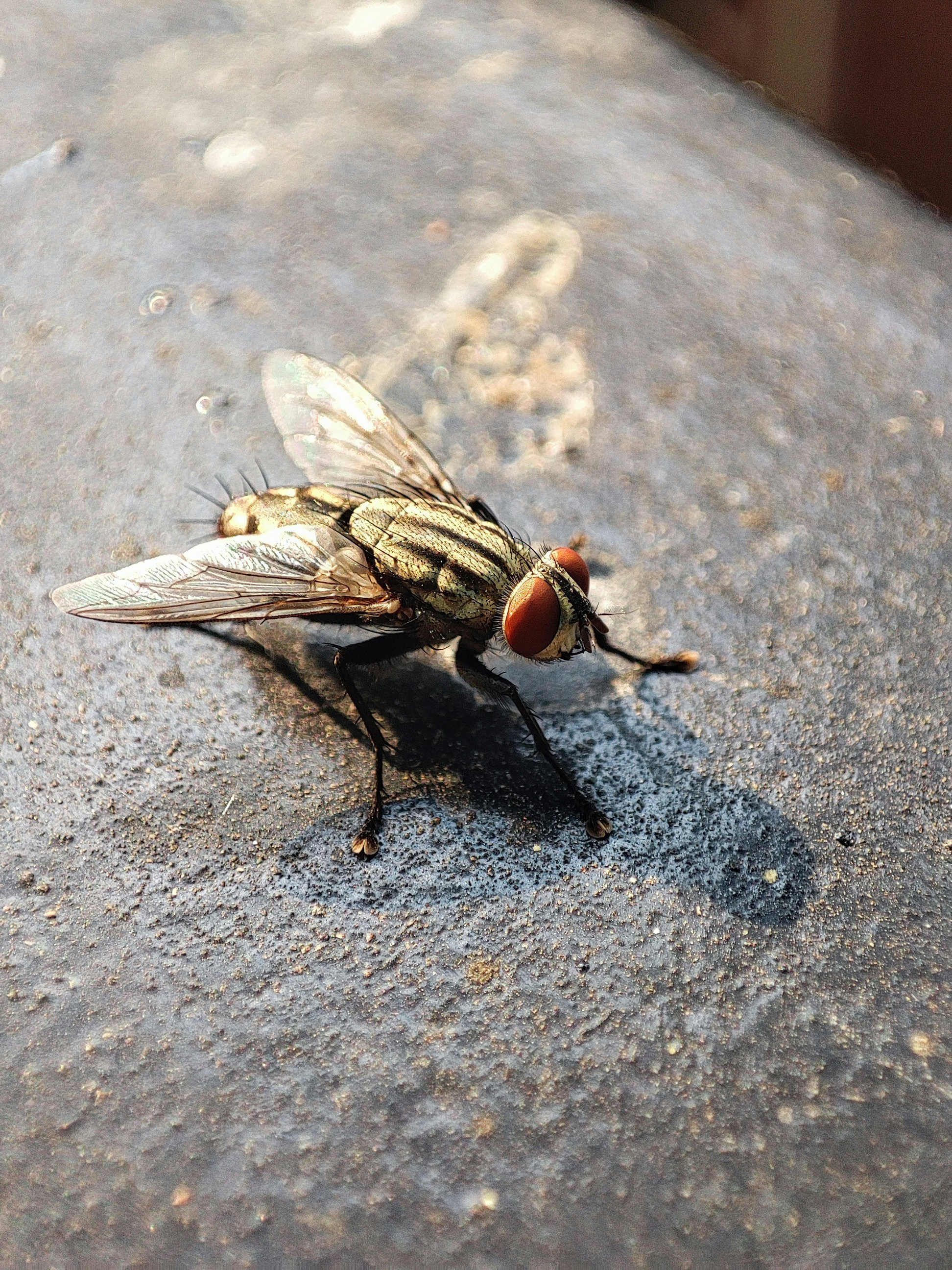 Close-up photograph of a housefly perched on a rough, sunlit surface, revealing fine wing veins and body texture.