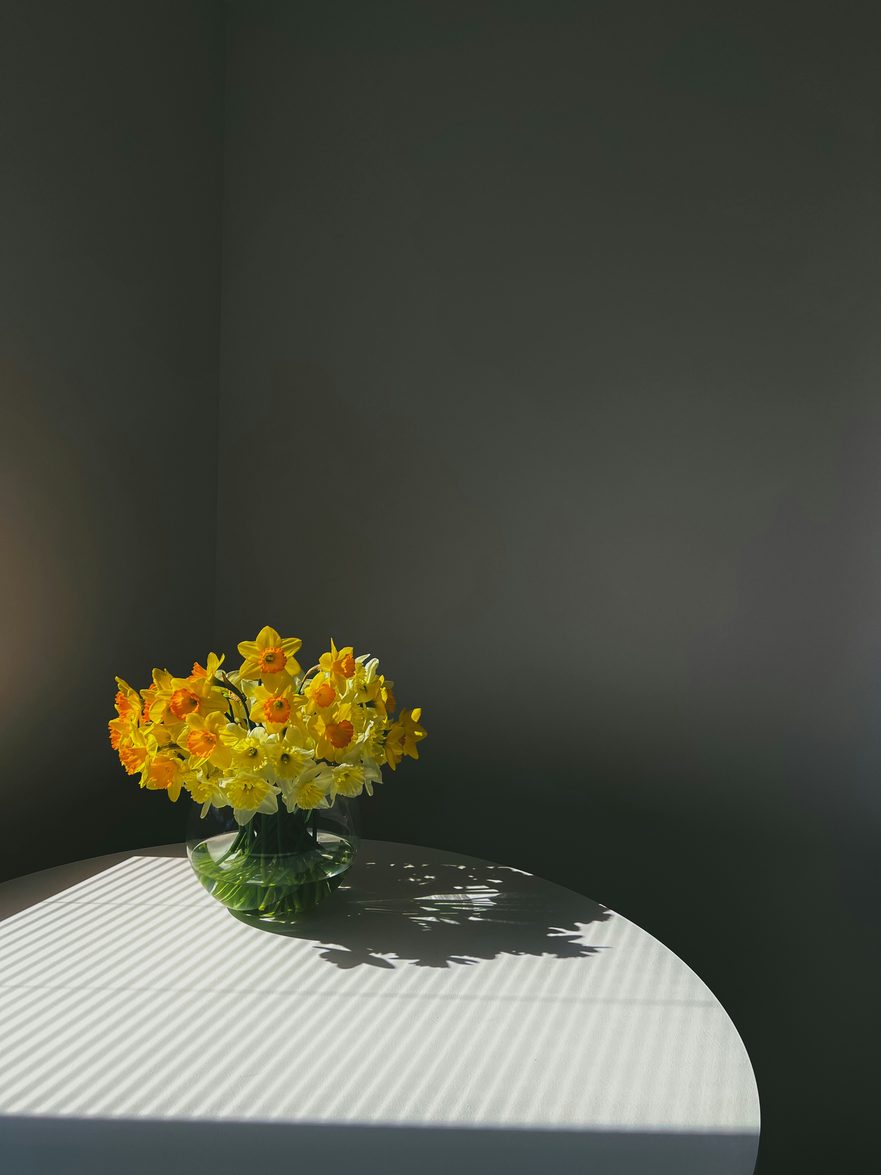 Daffodils in Warm Spotlight on a Striped Round Table