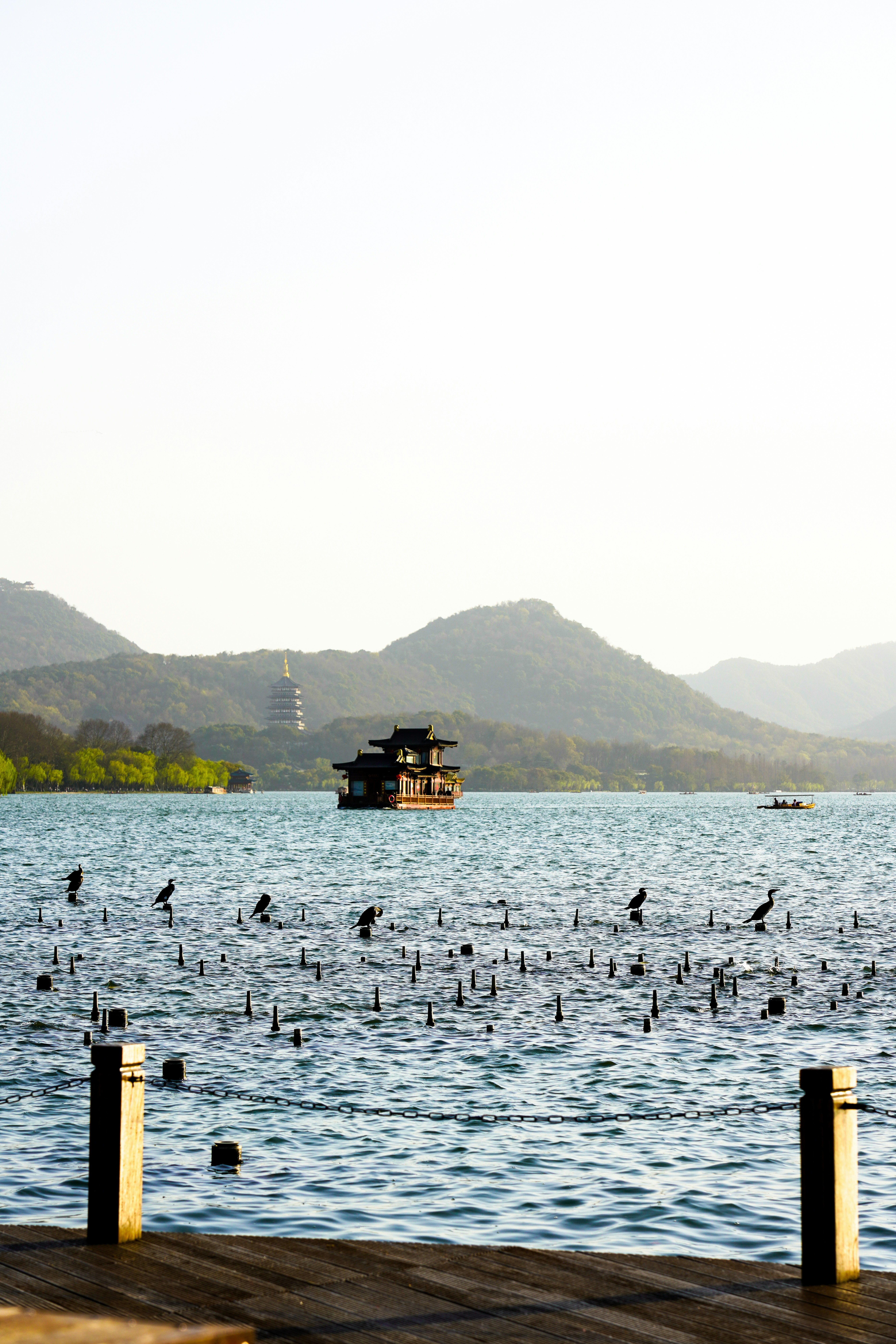 A flock of birds sitting on top of a body of water photo – Free ...