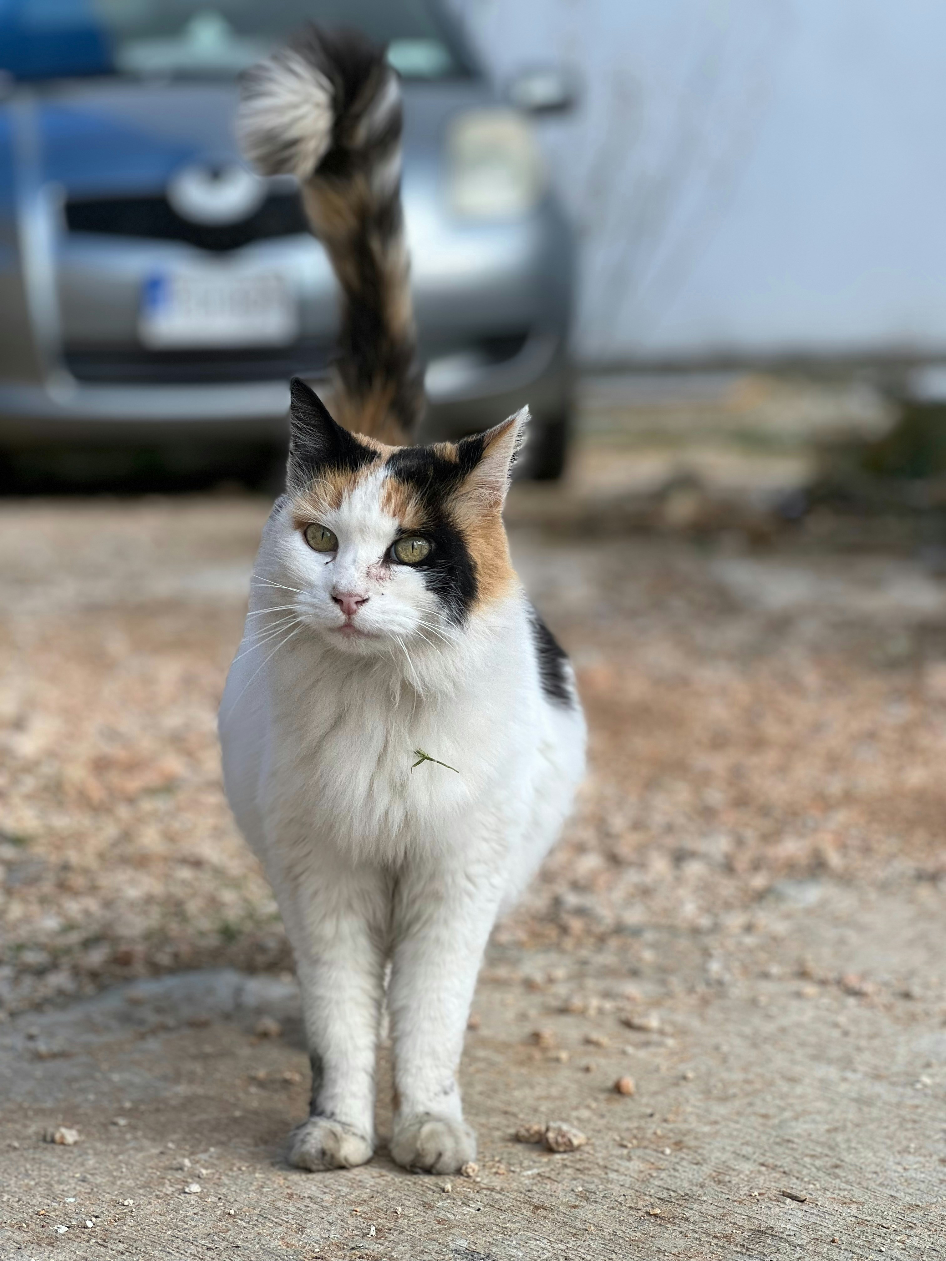 A calico cat standing in front of a car photo – Free Cat Image on Unsplash