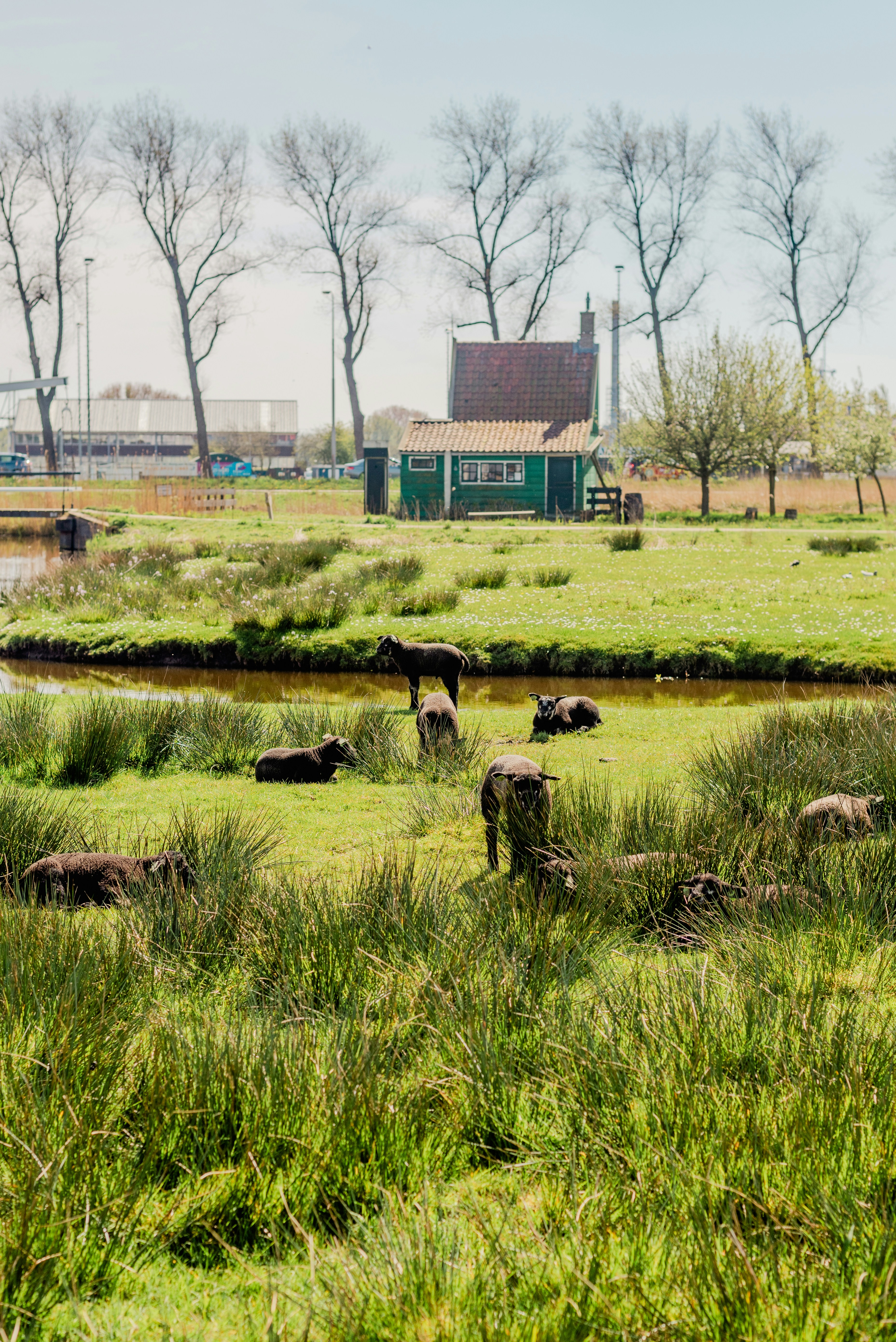 Pastoral Herd at the Edge of a Quiet River Bend