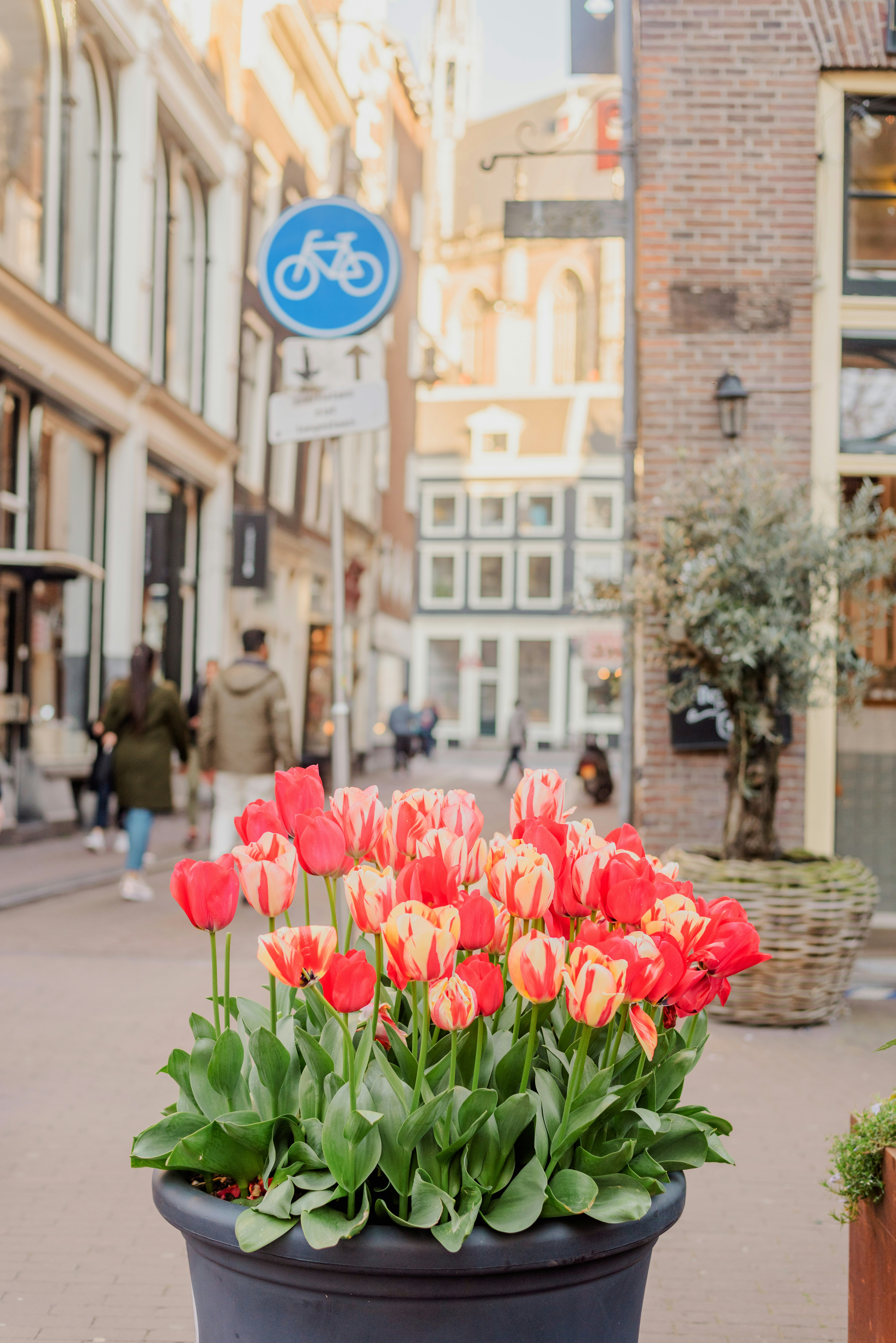 Tulips in a Pot Frame a Sunlit City Street