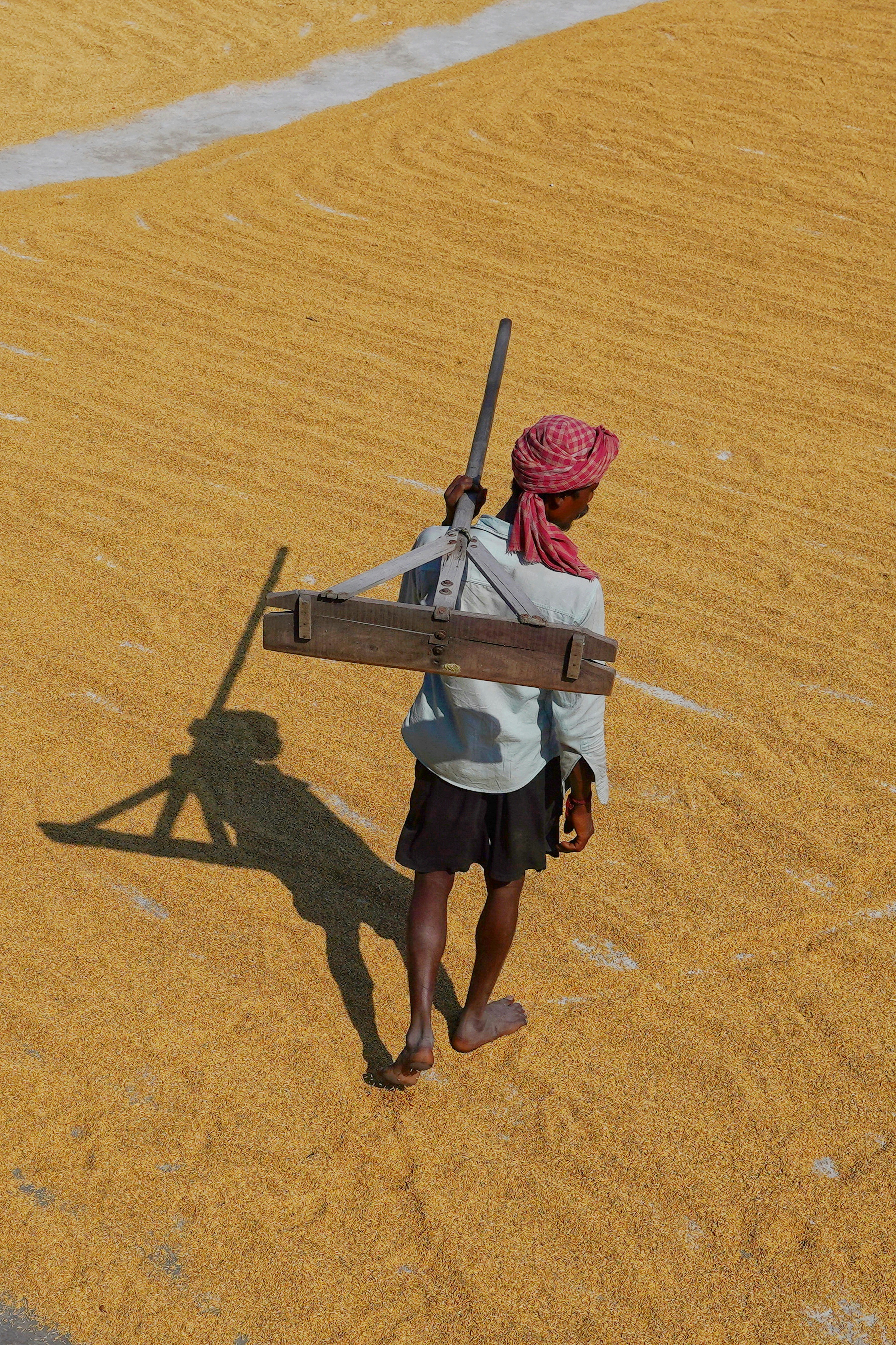 A man walking across a field holding a stick photo – Free Outdoors ...