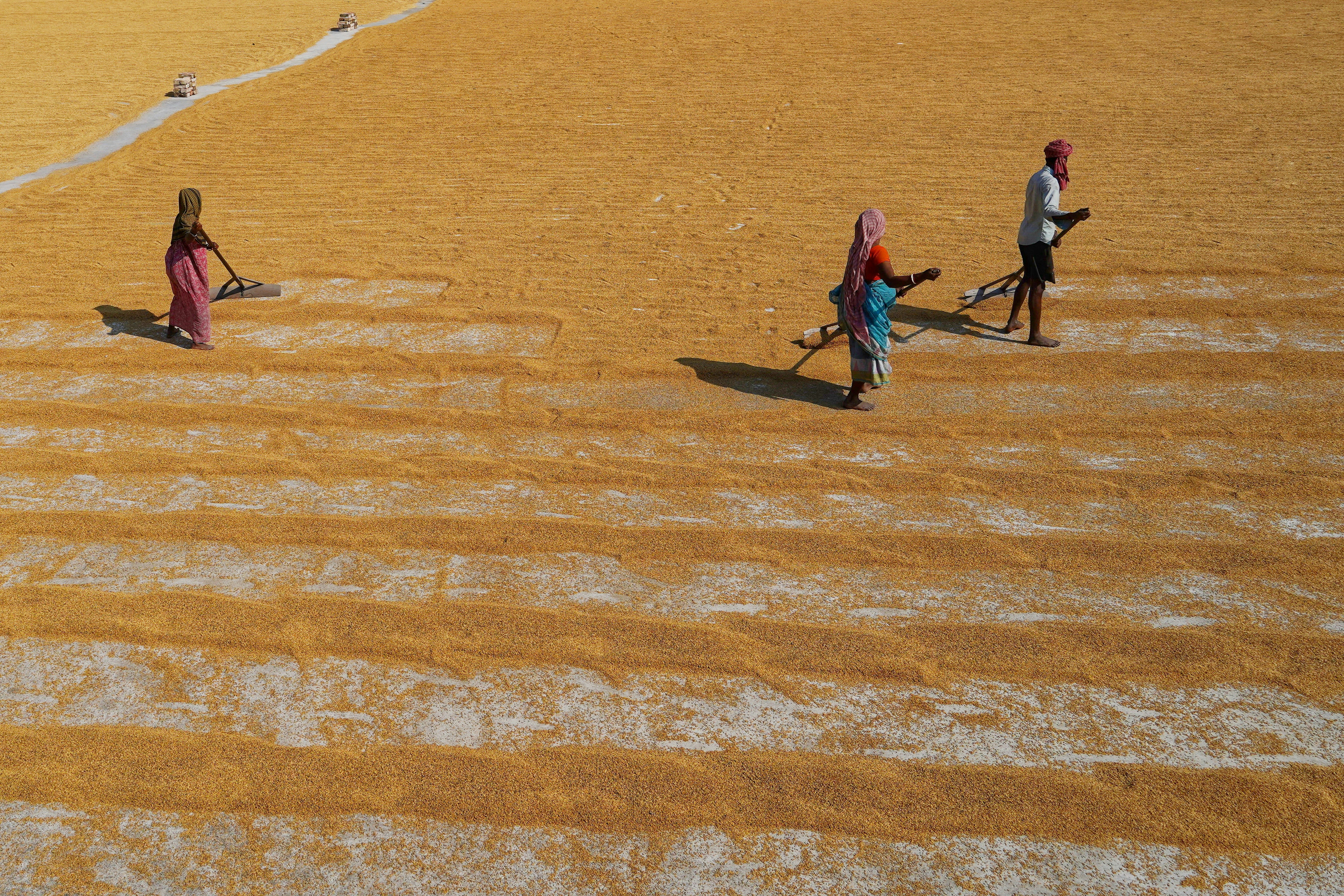 Three workers spread grain across a golden field under the sun.