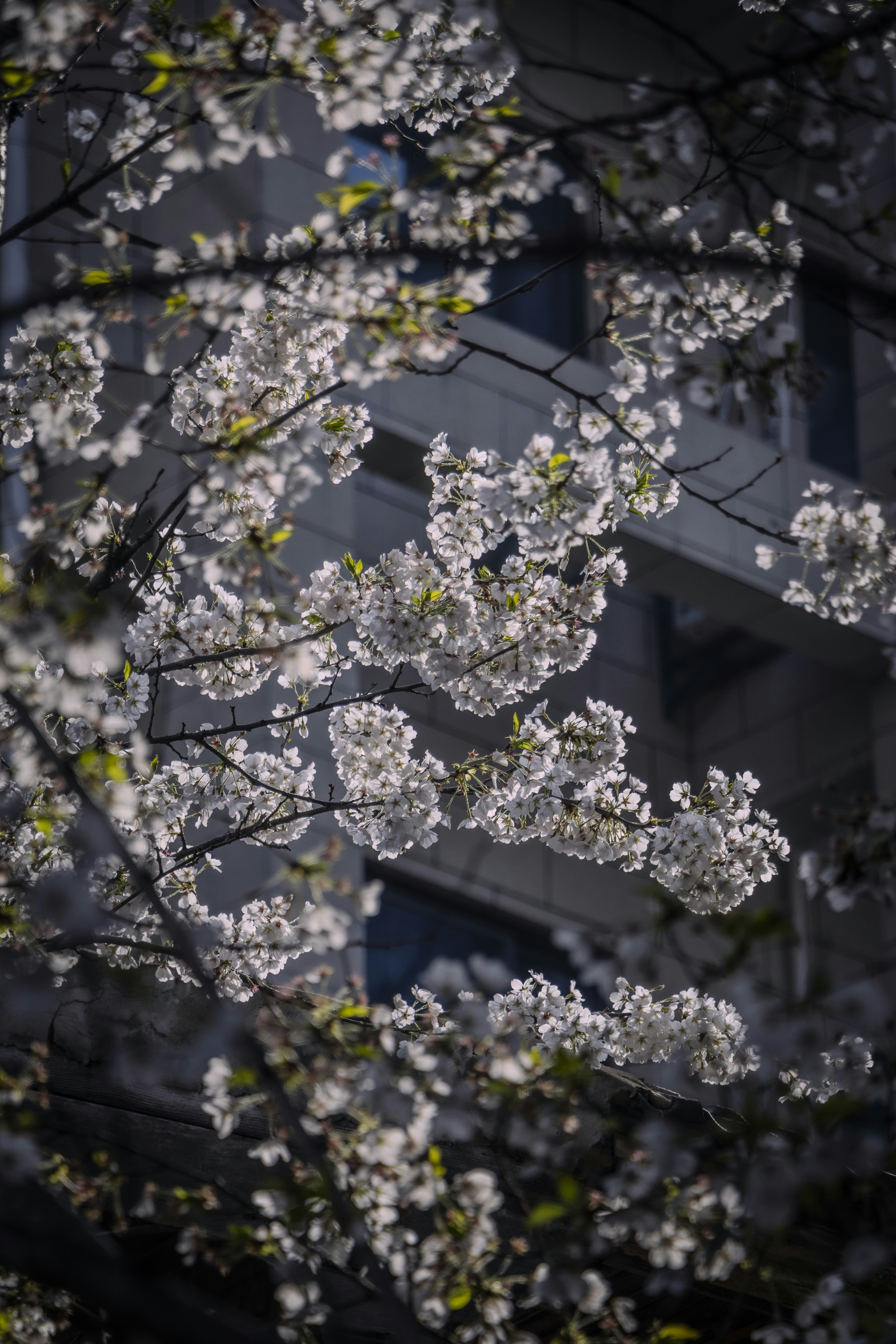  blossoms against a city façade