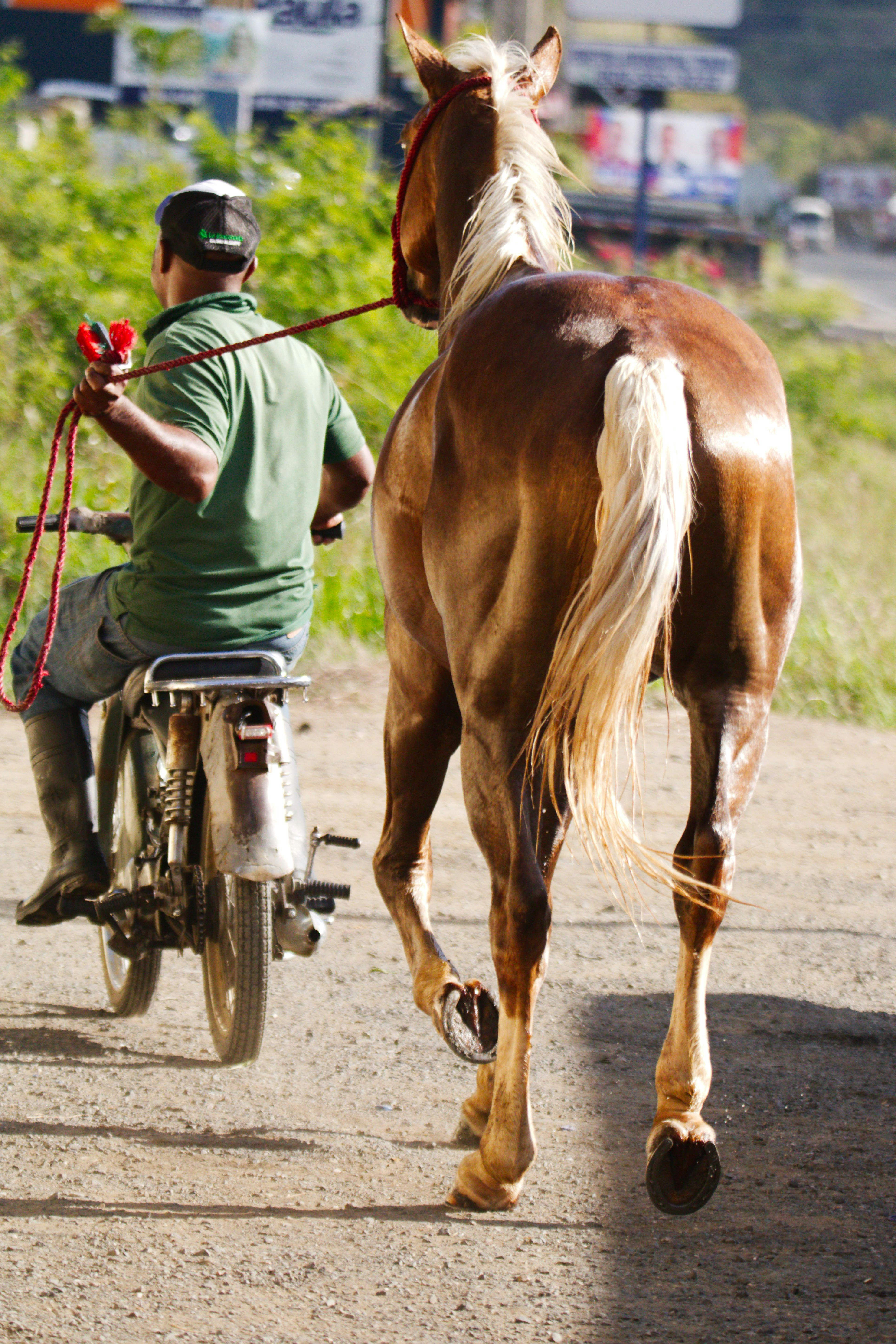 Dusty Road Duo: A Horse Led Along the Trail