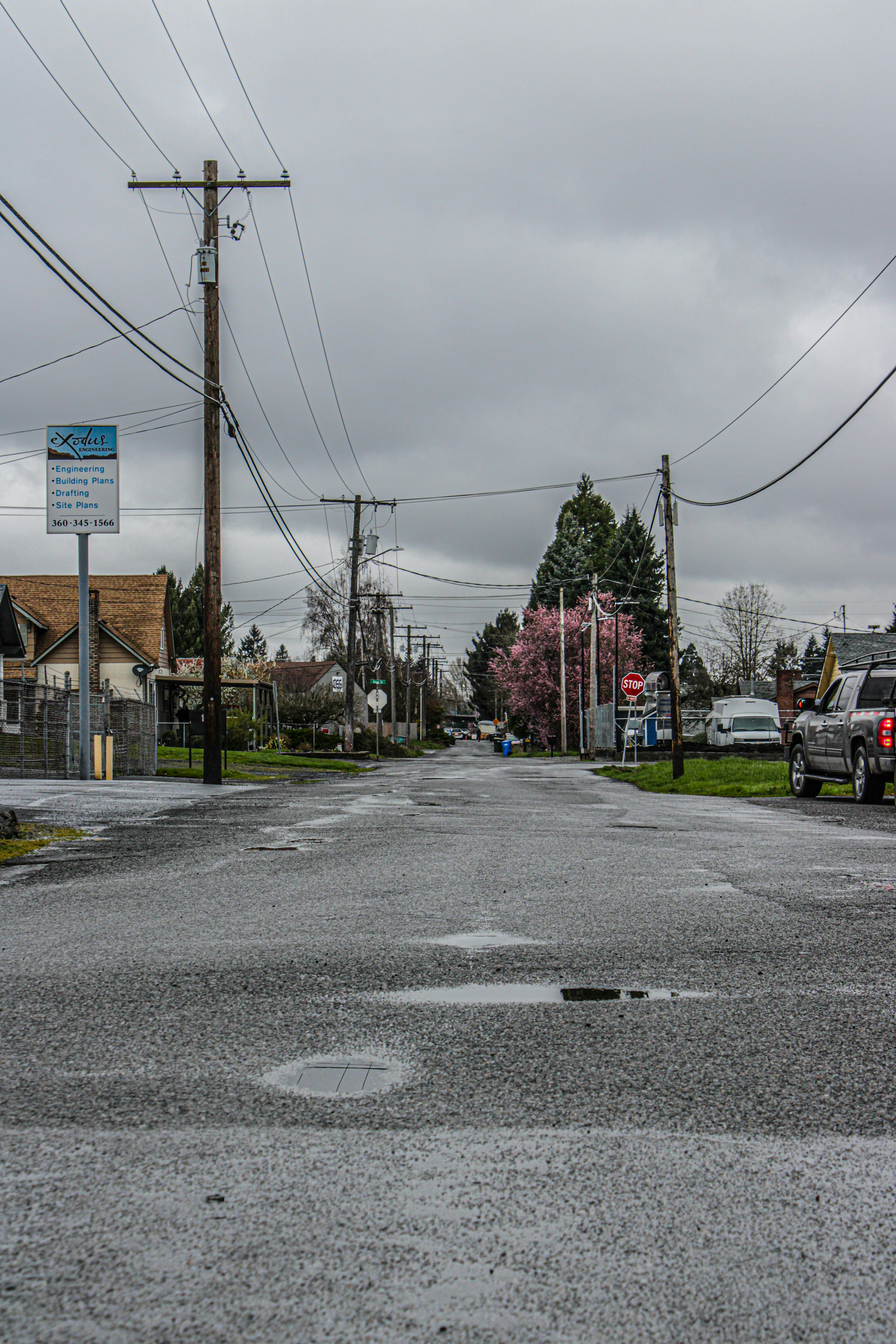 Pink Blossoms Lead a Rain-Washed Suburban Street