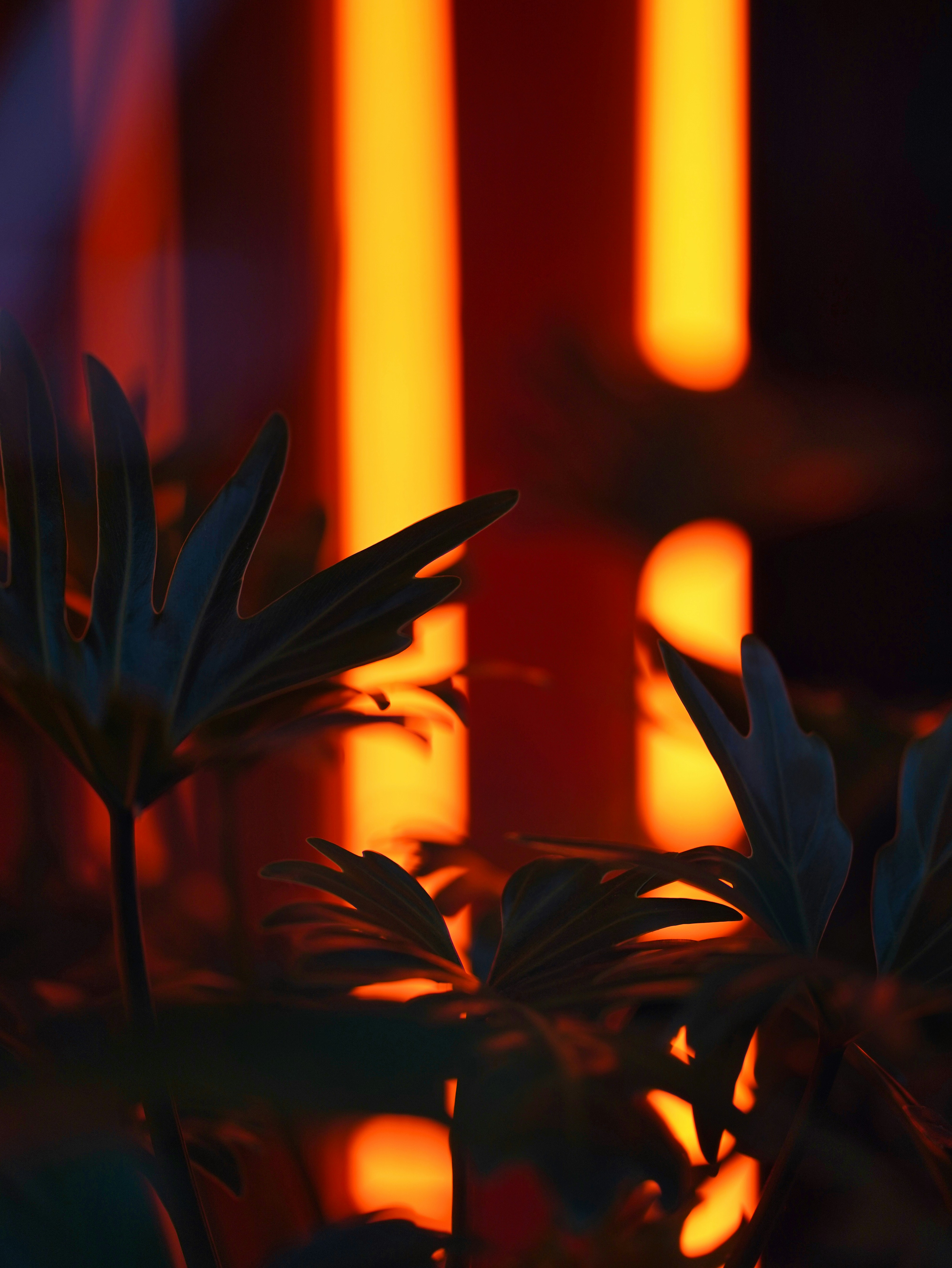 Ember Columns Behind Quiet Foliage
