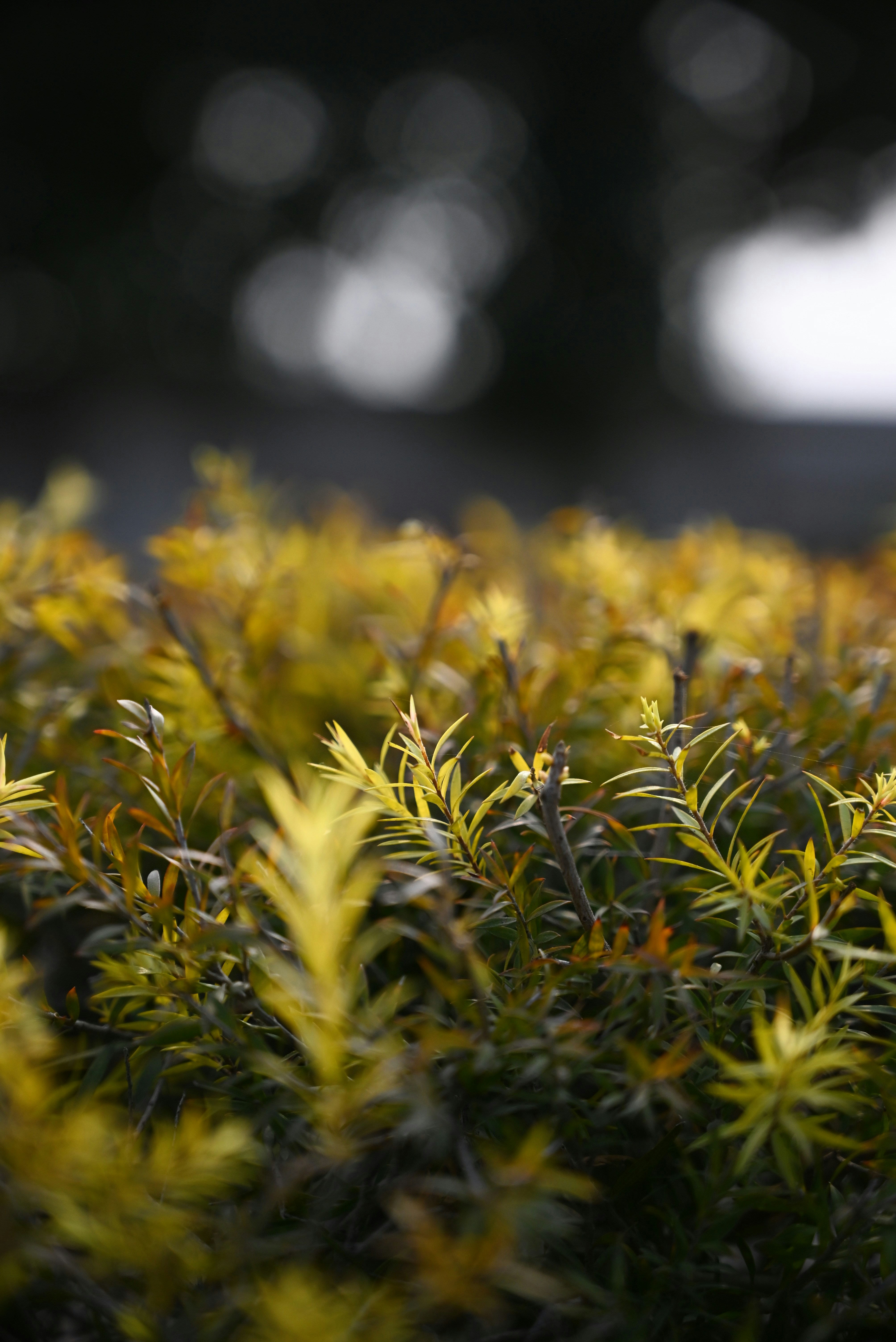 a close up of a bush with yellow flowers