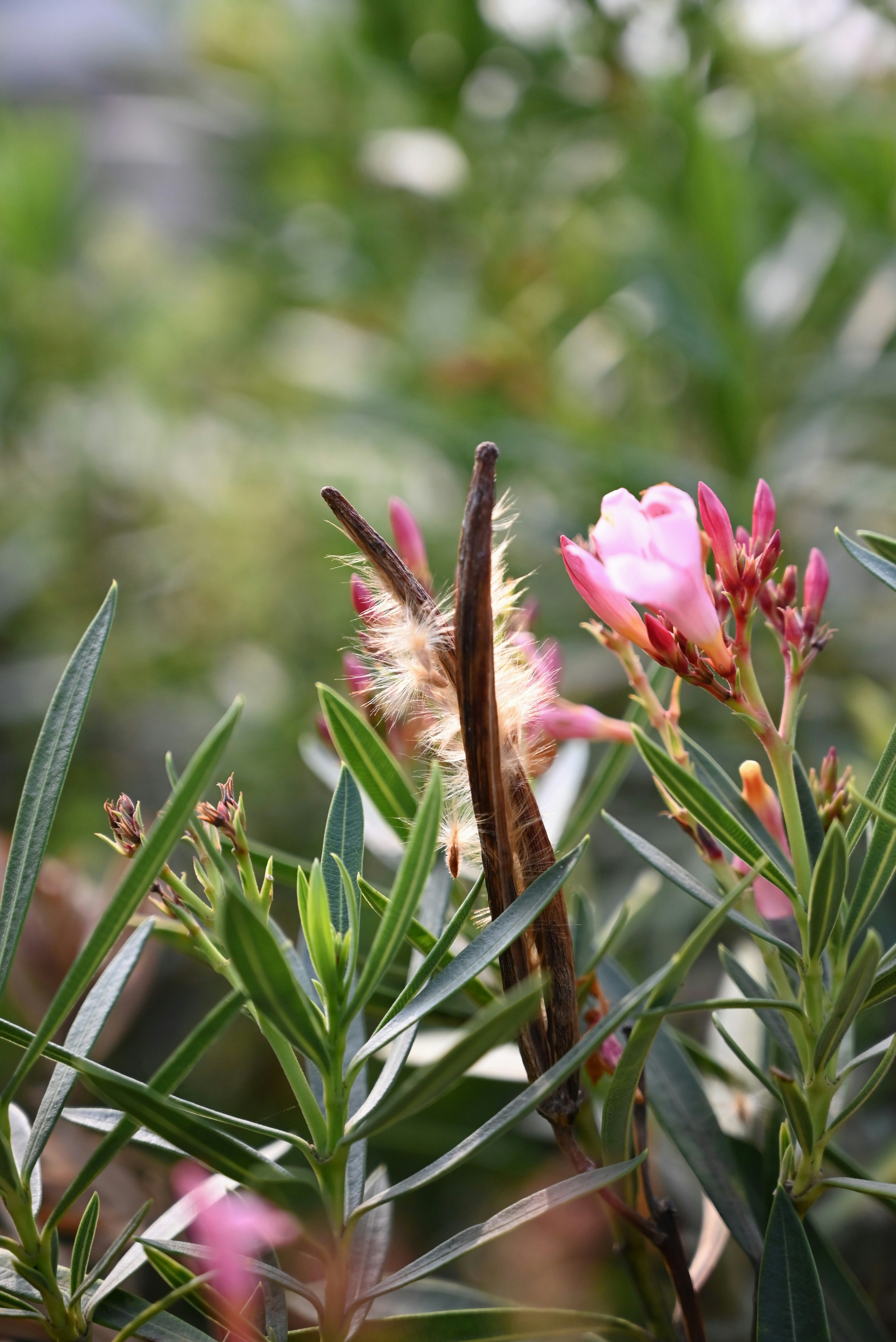 Pink Buds and a Dry Seed Pod: A Quiet Macro Moment
