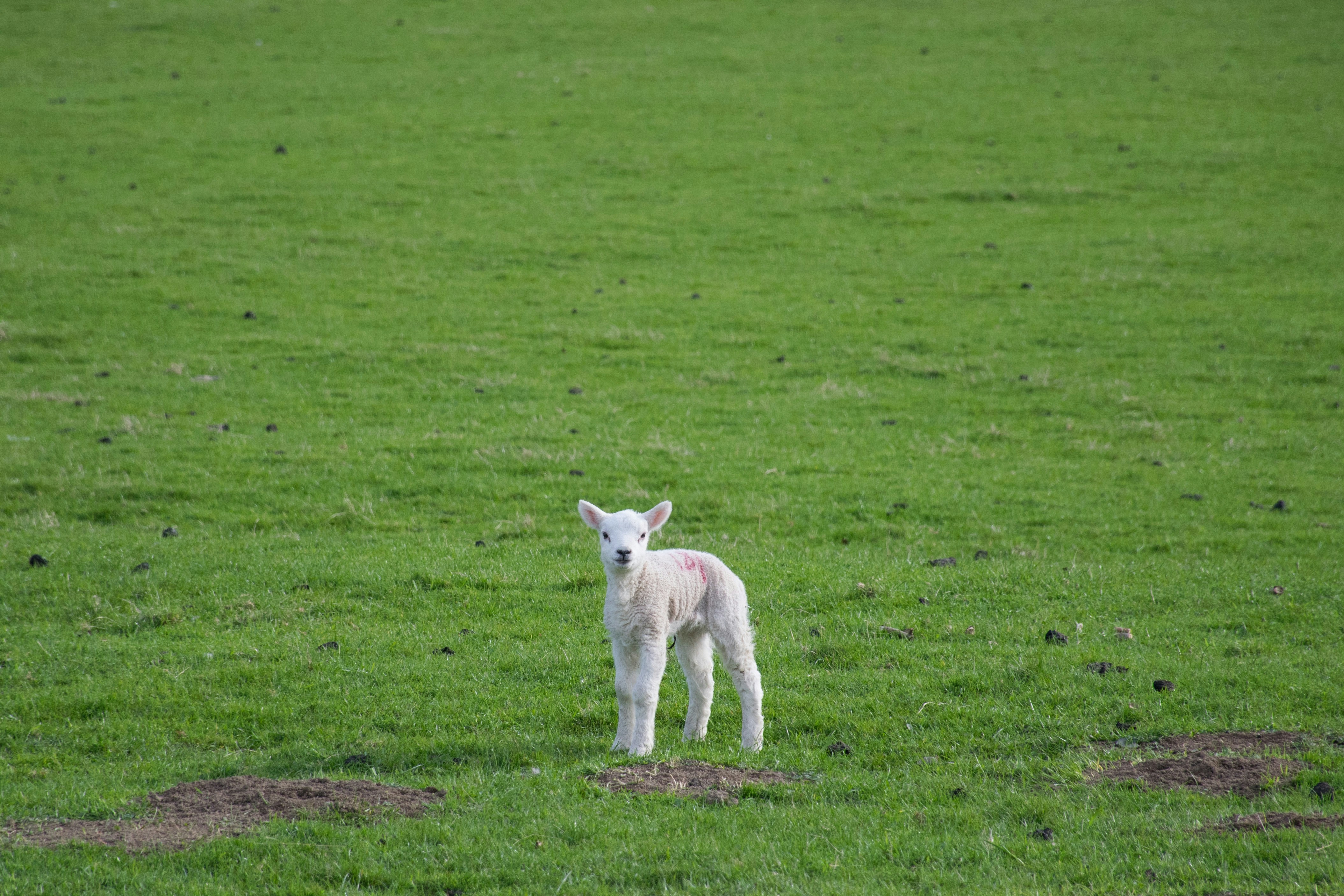 Lamb in a Quiet Field: A Lone Lamb Stands Amid Fresh Green Grass