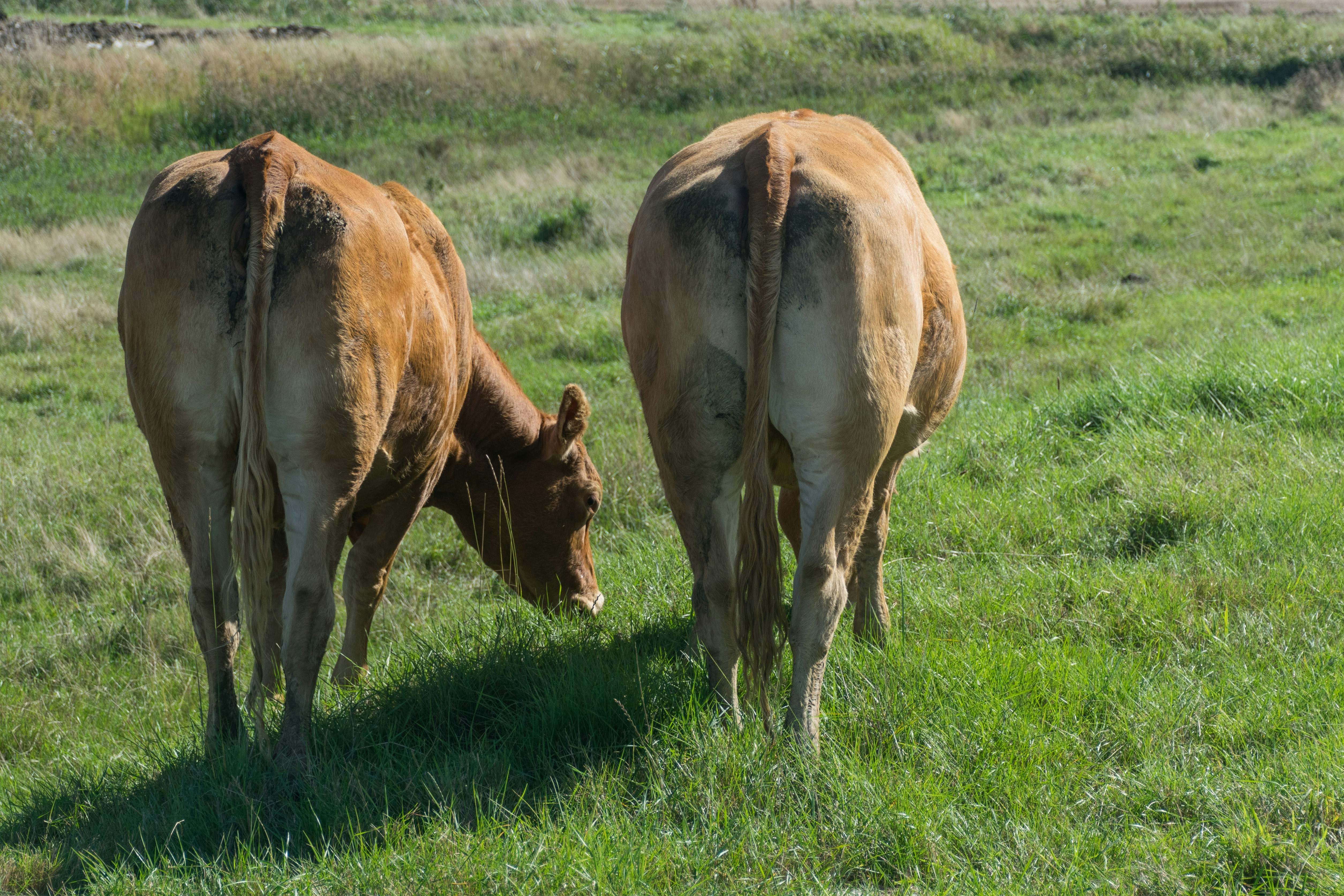 Two Grazing Cows Turned Away, Sunlit Field