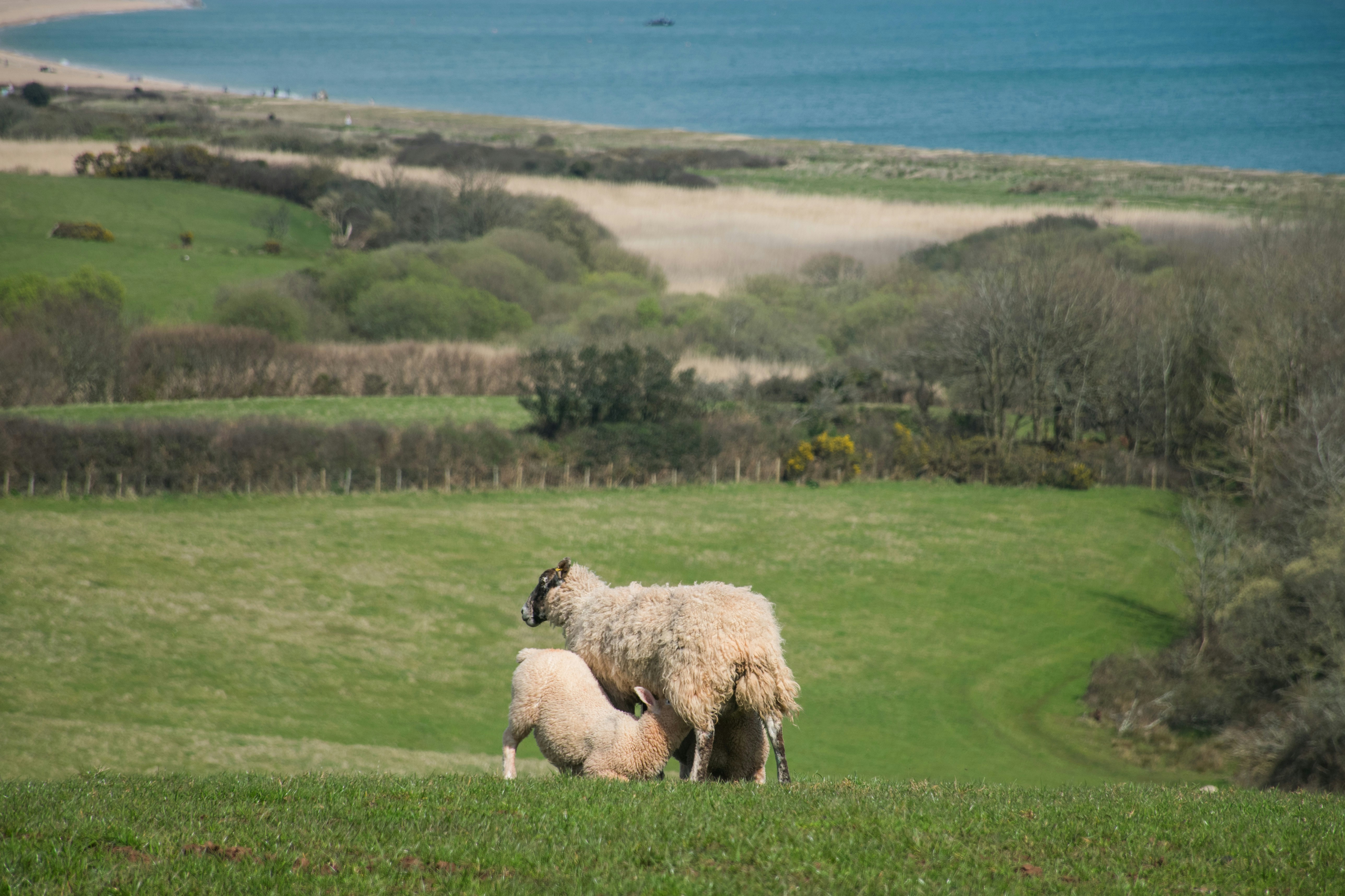 A couple of sheep standing on top of a lush green field photo – Free ...