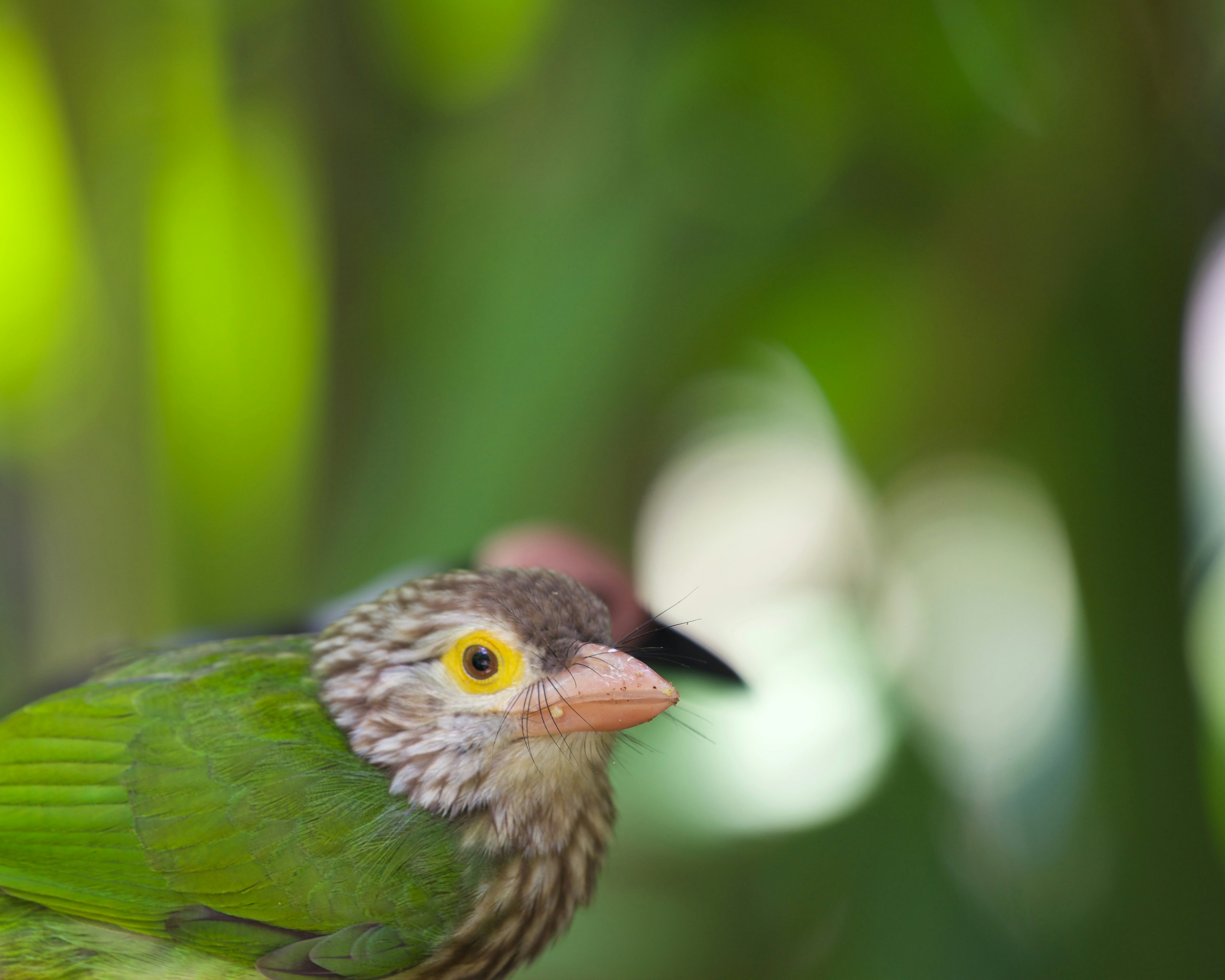 Emerald Feathers and a Bright Eye in Focus
