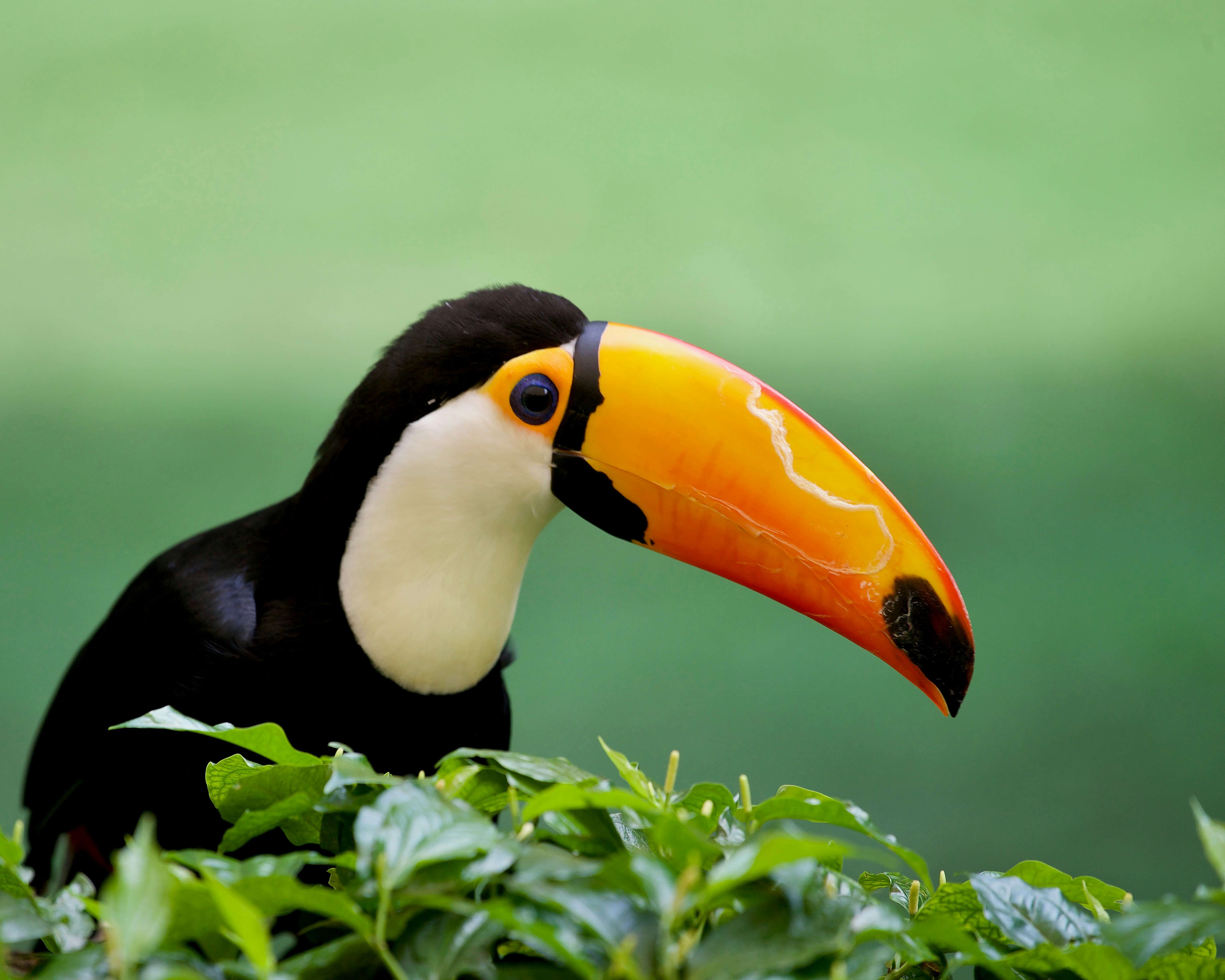 Toco toucan