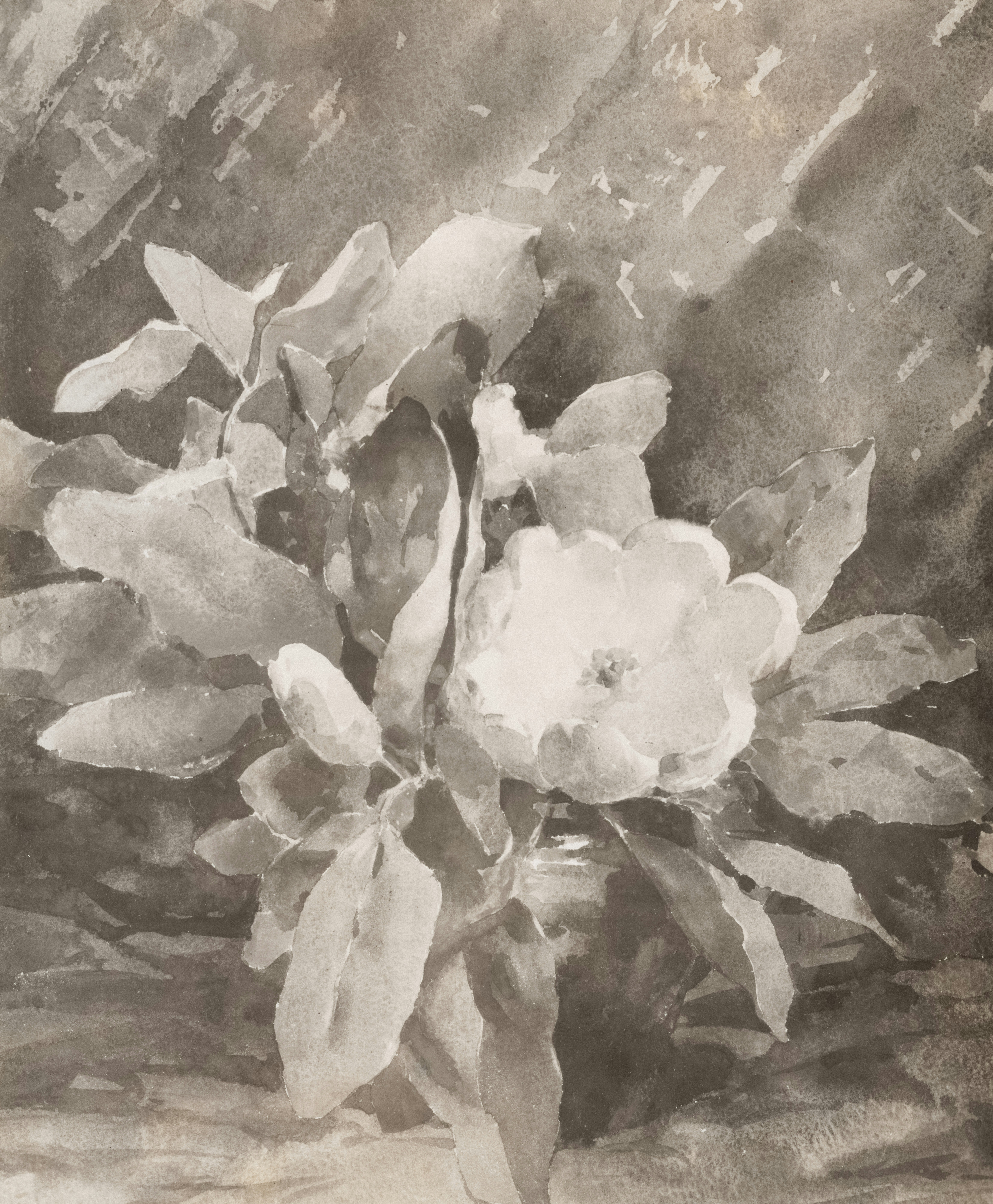Title: Magnolias Contributor: Federal Art Project Sponsor: United States. Works Progress Administration Sponsor: United States. Work Projects Administration Name on Item: Polly Nordell [artist] Date: [1935–1943] https://www.digitalcommonwealth.org/search/commonwealth:sx61h951b