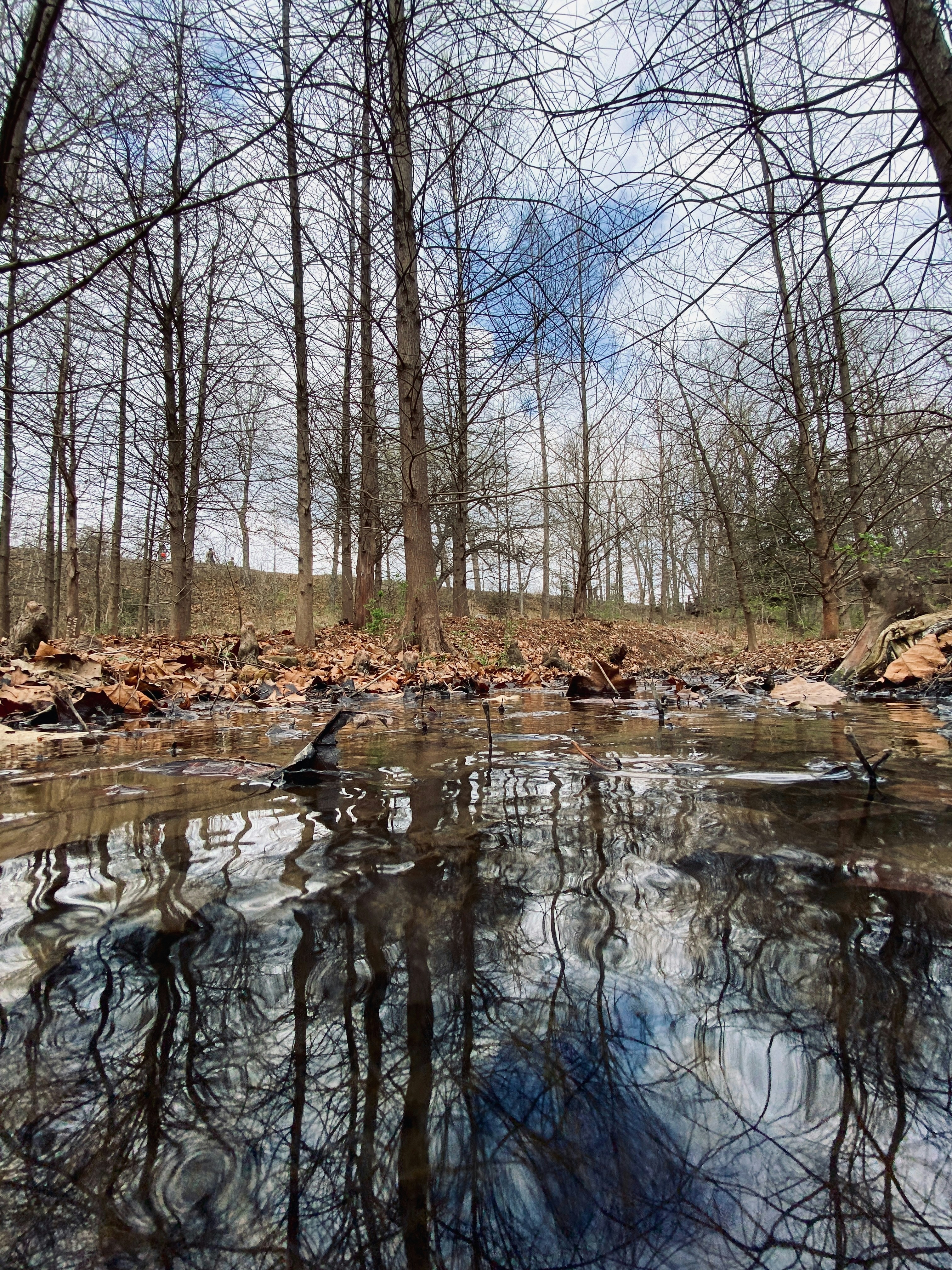 Mirror of Bare Trees Over a Quiet Pond