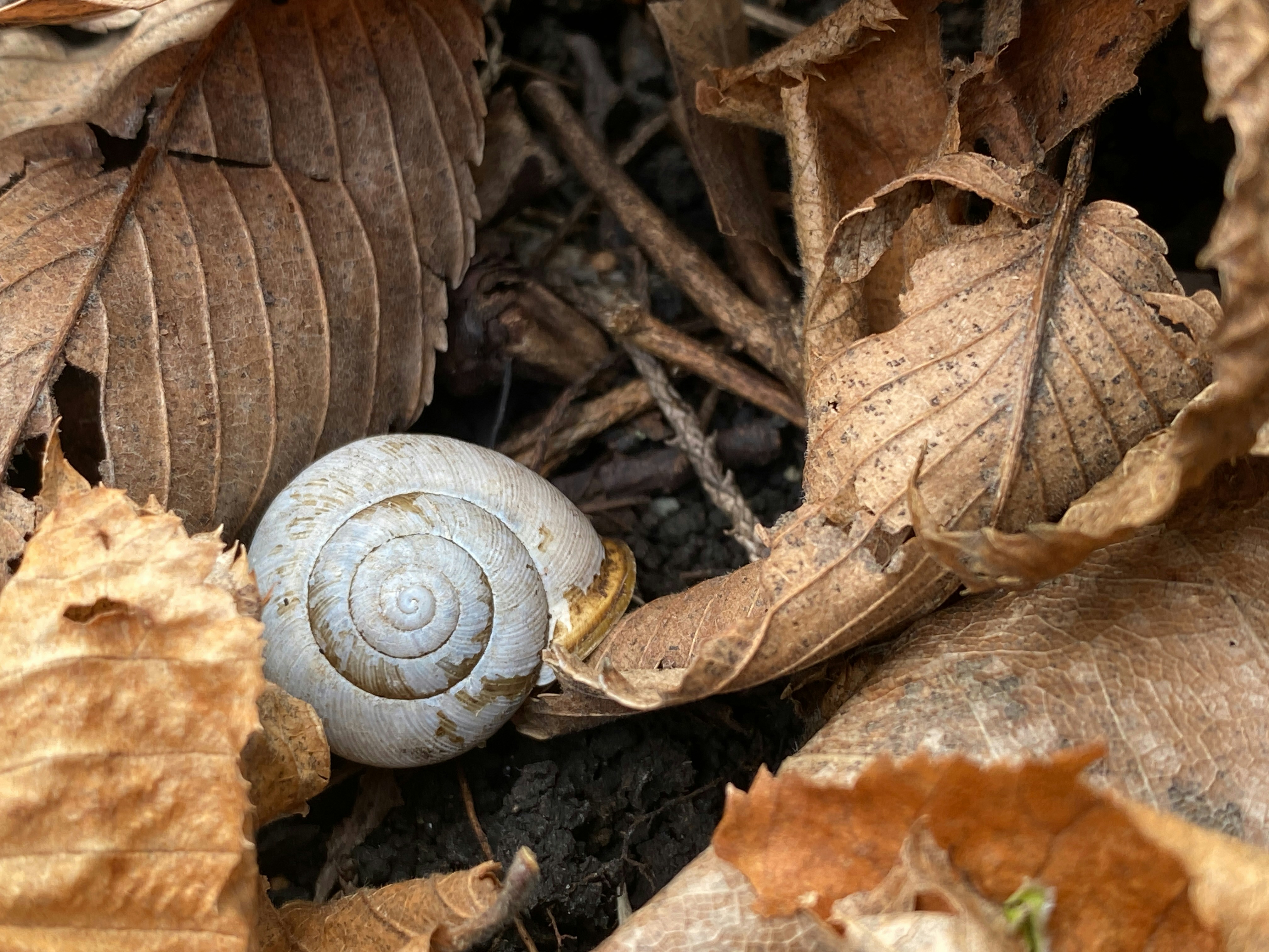 Autumn Spiral: A lone snail shell nestled in a bed of withered leaves