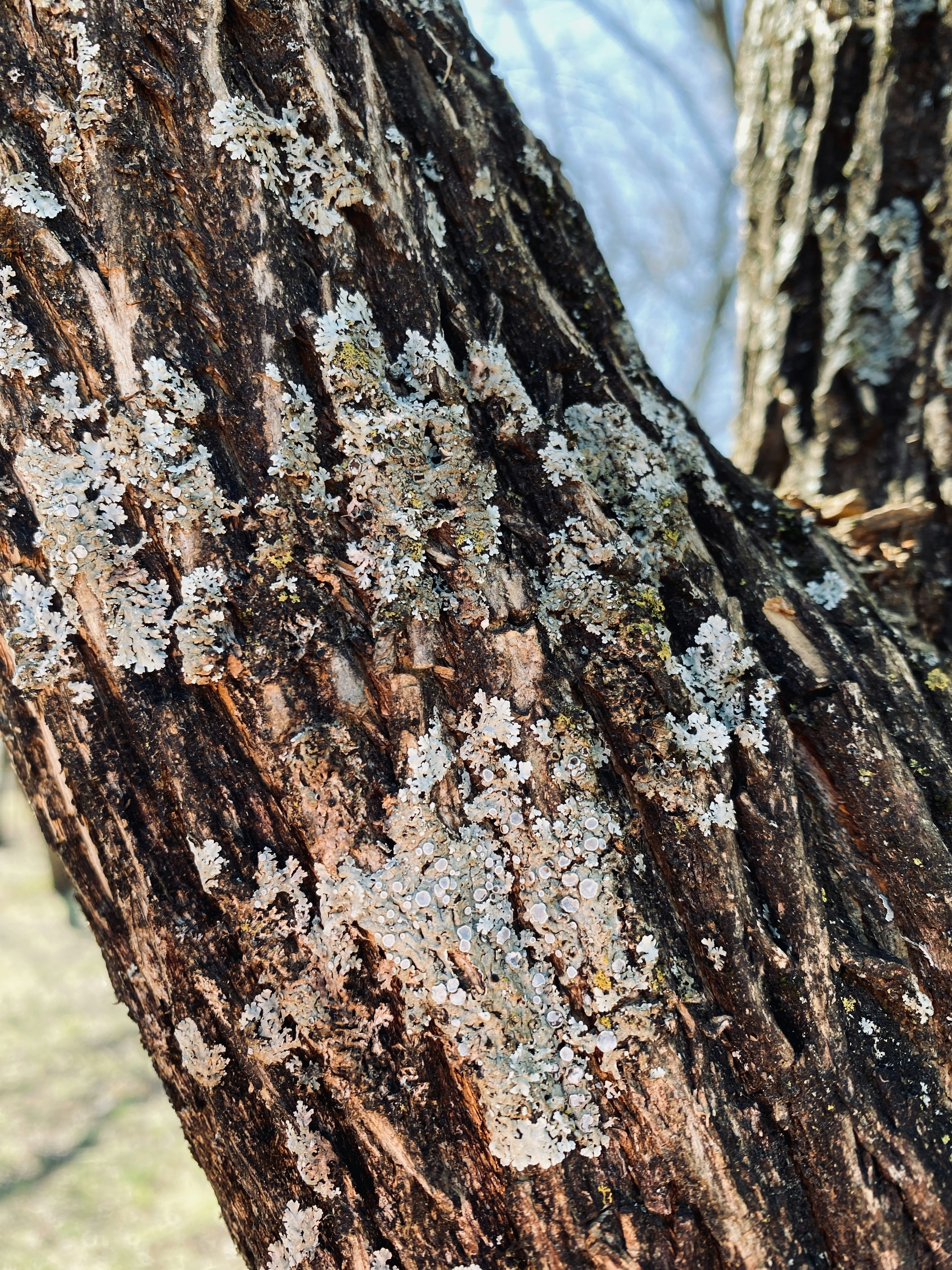 Lichen Tapestry on Weathered Bark: A Macro Portrait of a Tree Trunk