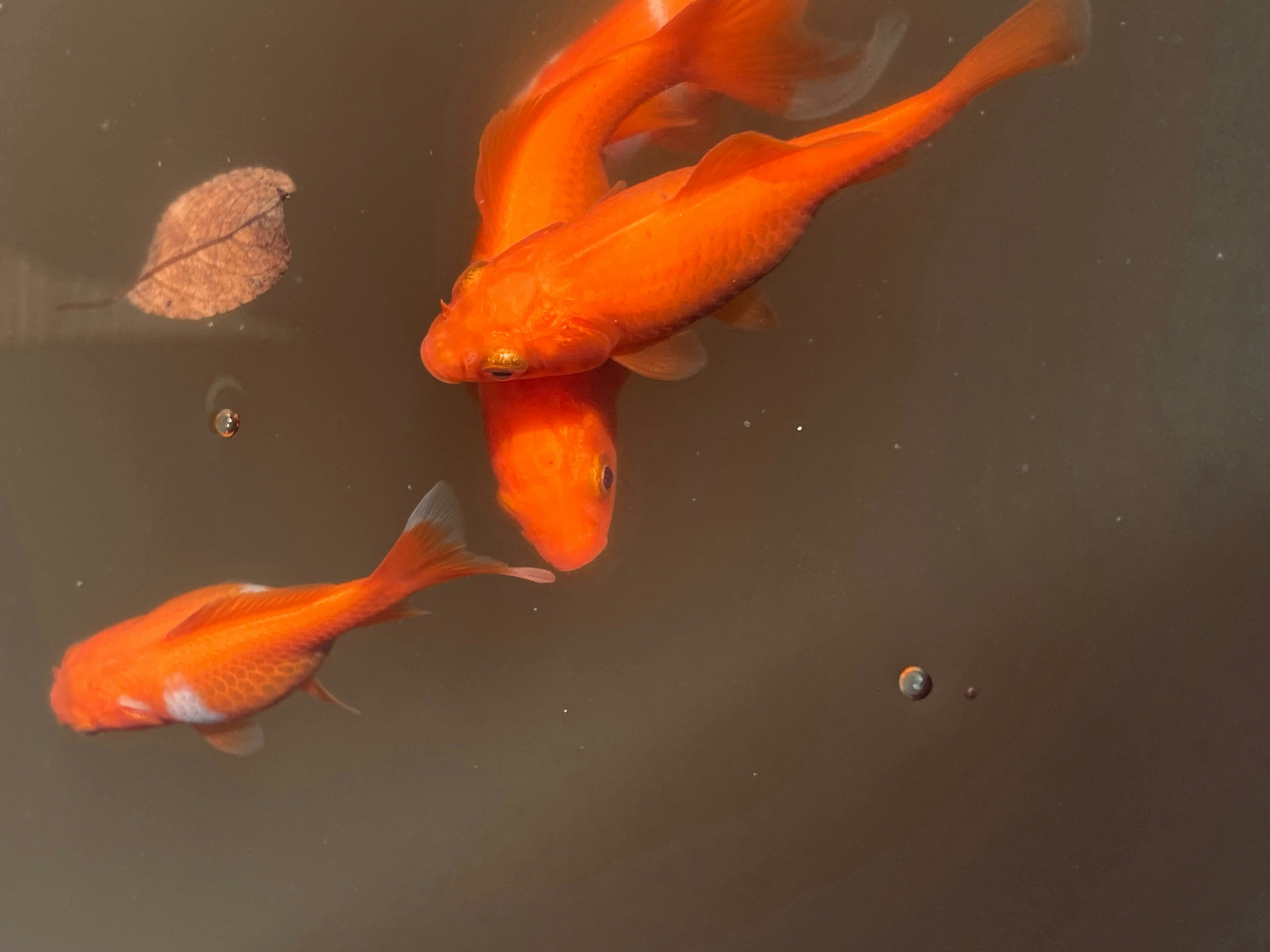 A group of orange fish swimming in a pond photo – Free Fish Image on ...